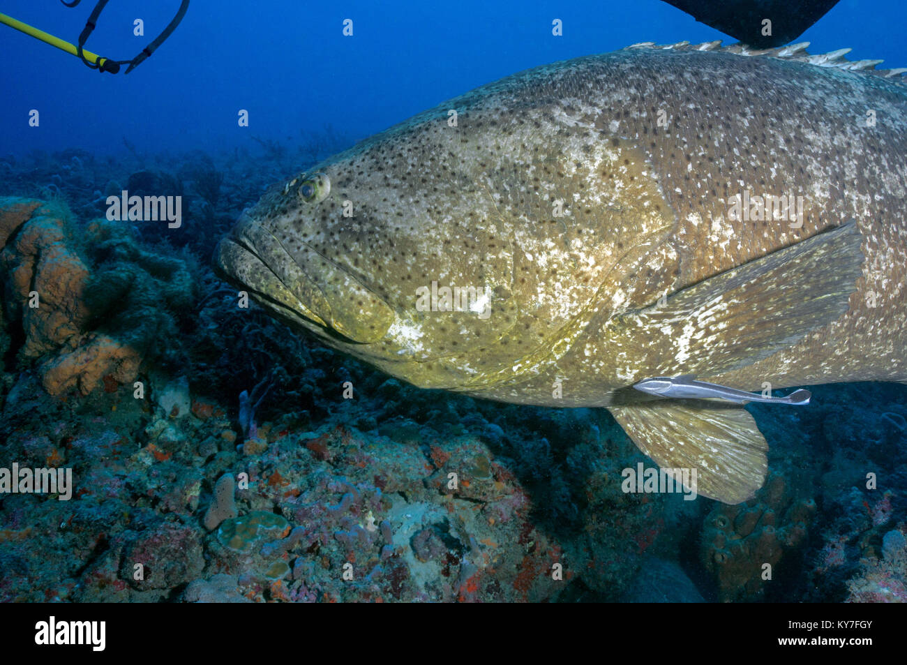 Goliath grouper hi-res stock photography and images - Alamy