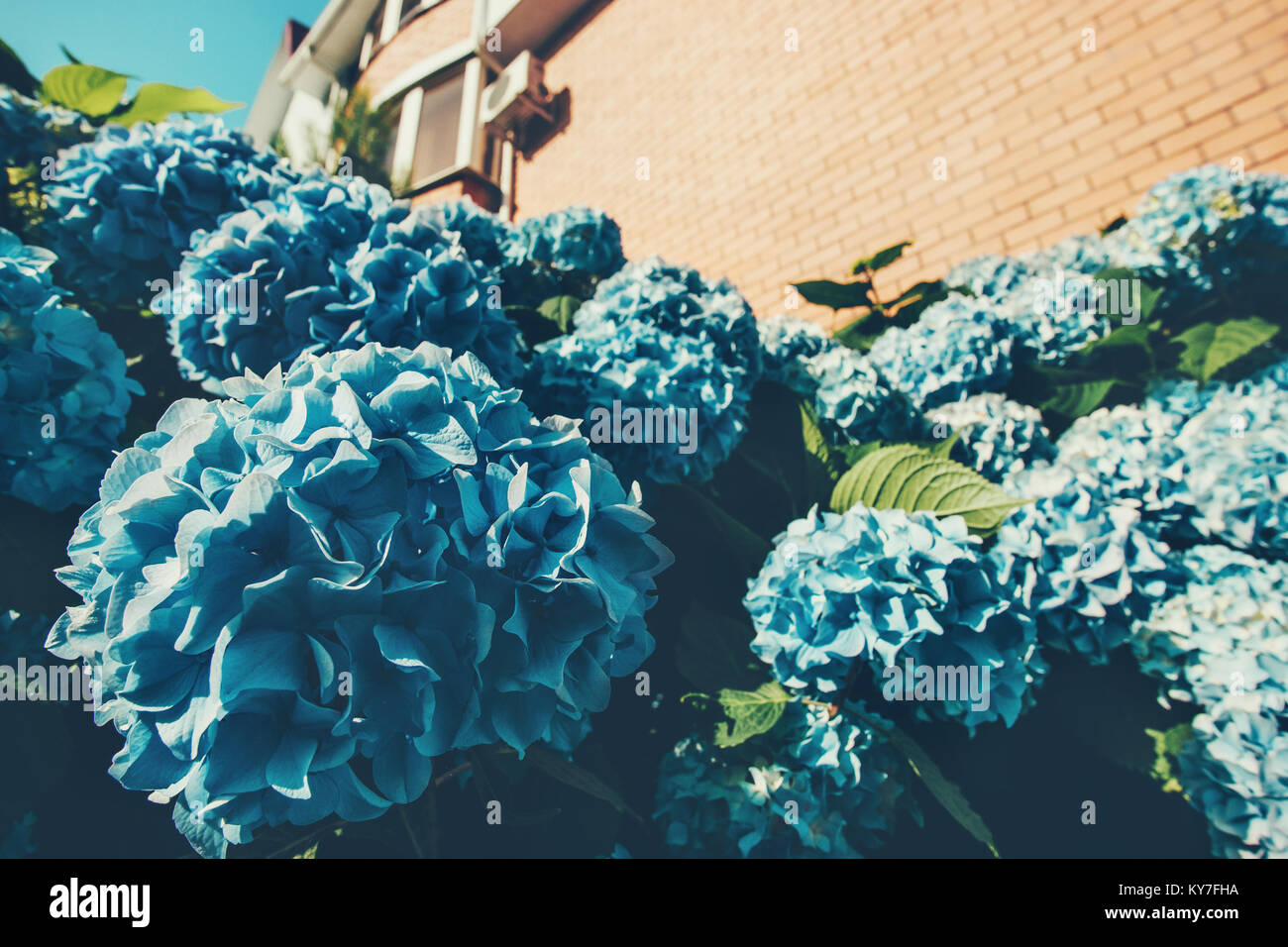 Hydrangea Flowers garden blooming blue color Spring Summer seasons ...