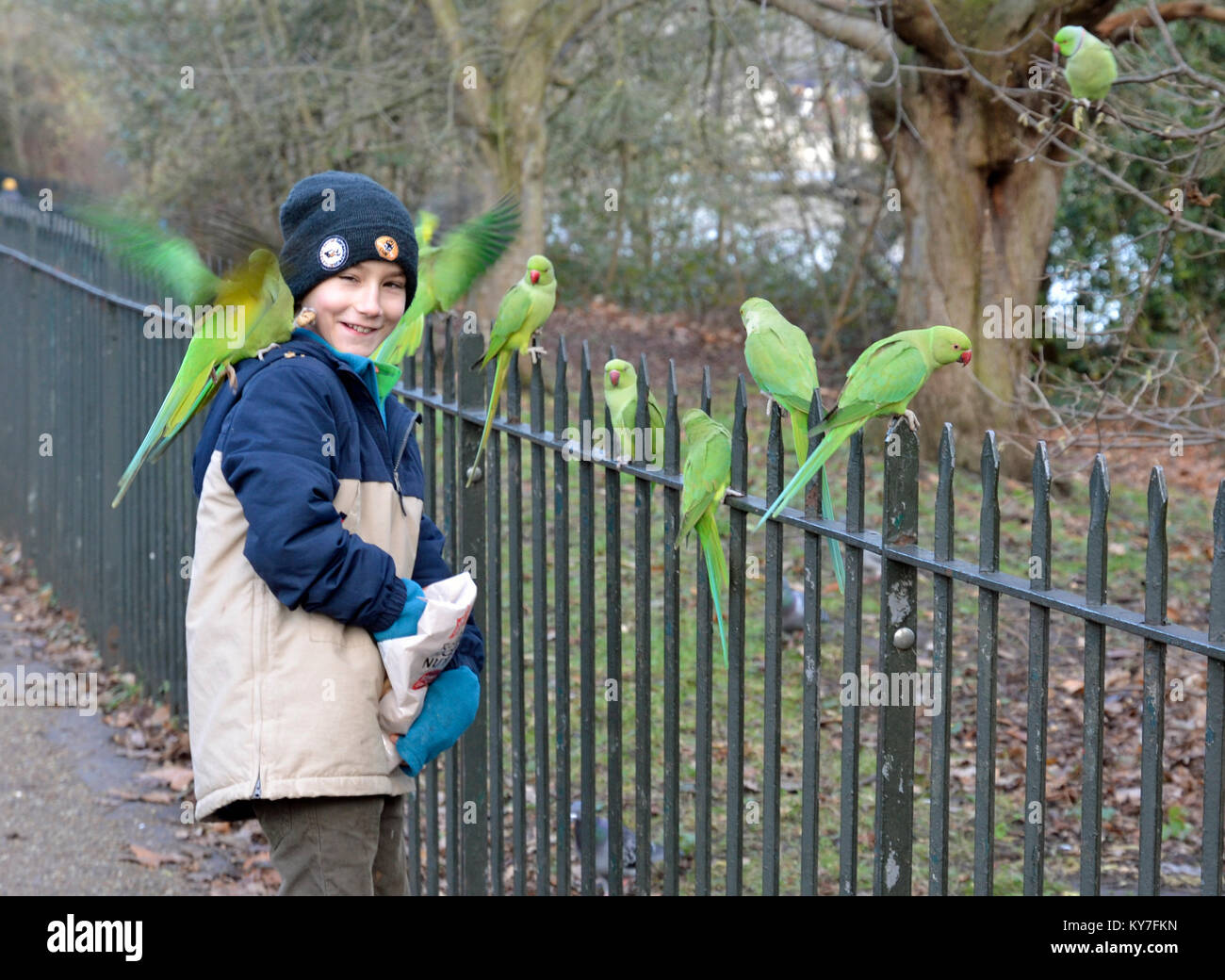 Parakeets London High Resolution Stock Photography and Images - Alamy