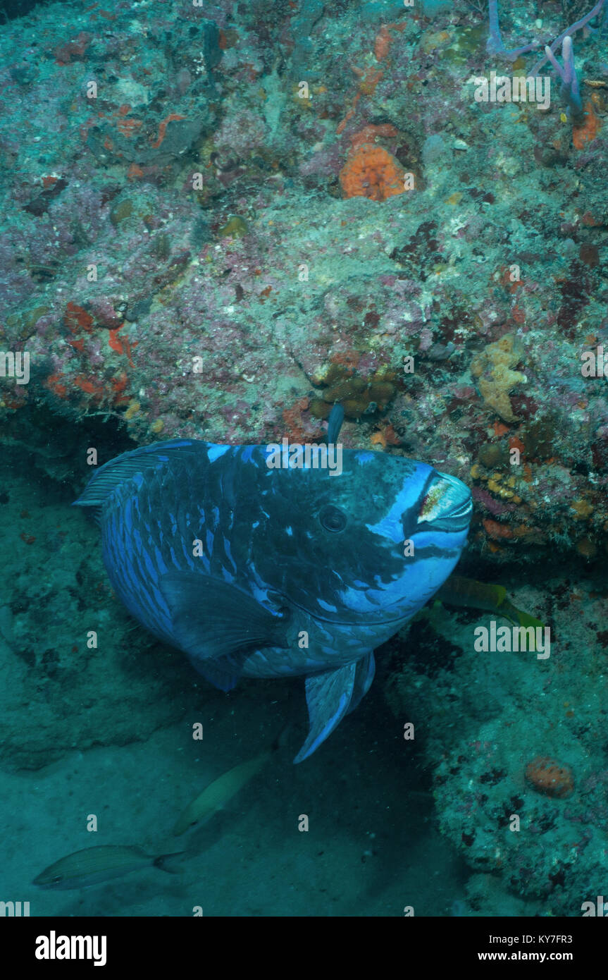 Midnight parrotfish hi-res stock photography and images - Alamy