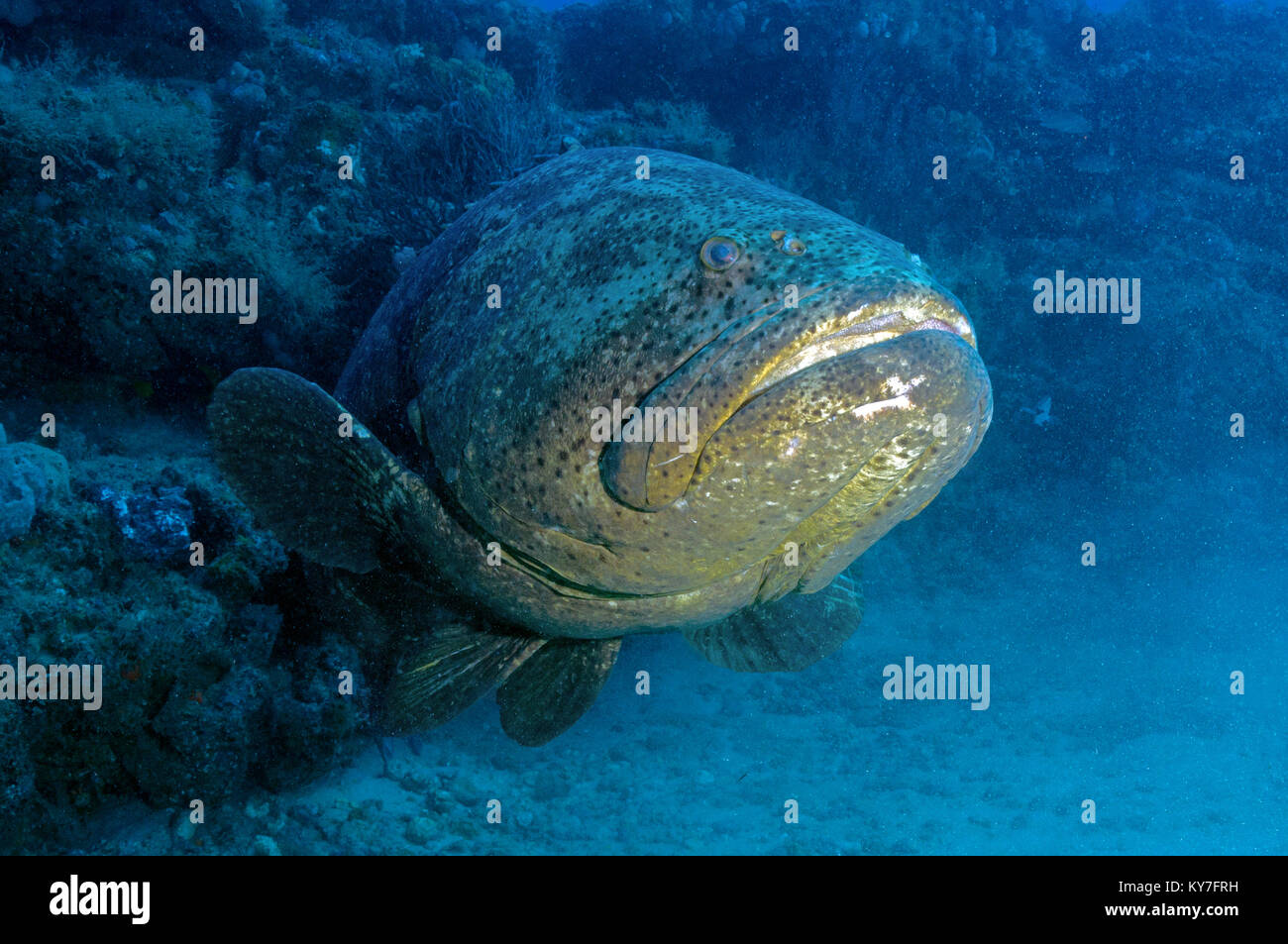 Jewfish hi-res stock photography and images - Alamy