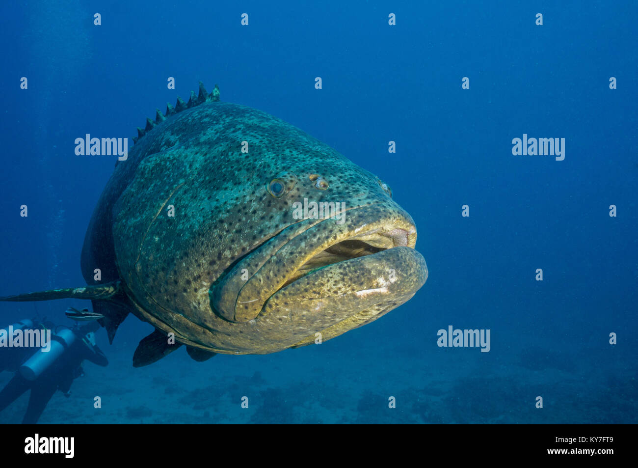 Jewfish hi-res stock photography and images - Alamy