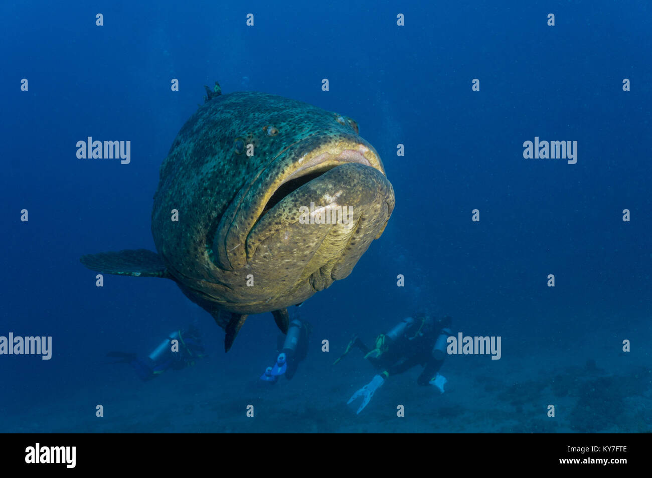 Goliath Grouper In Florida: How Big Are They? Are They Good, 53% OFF