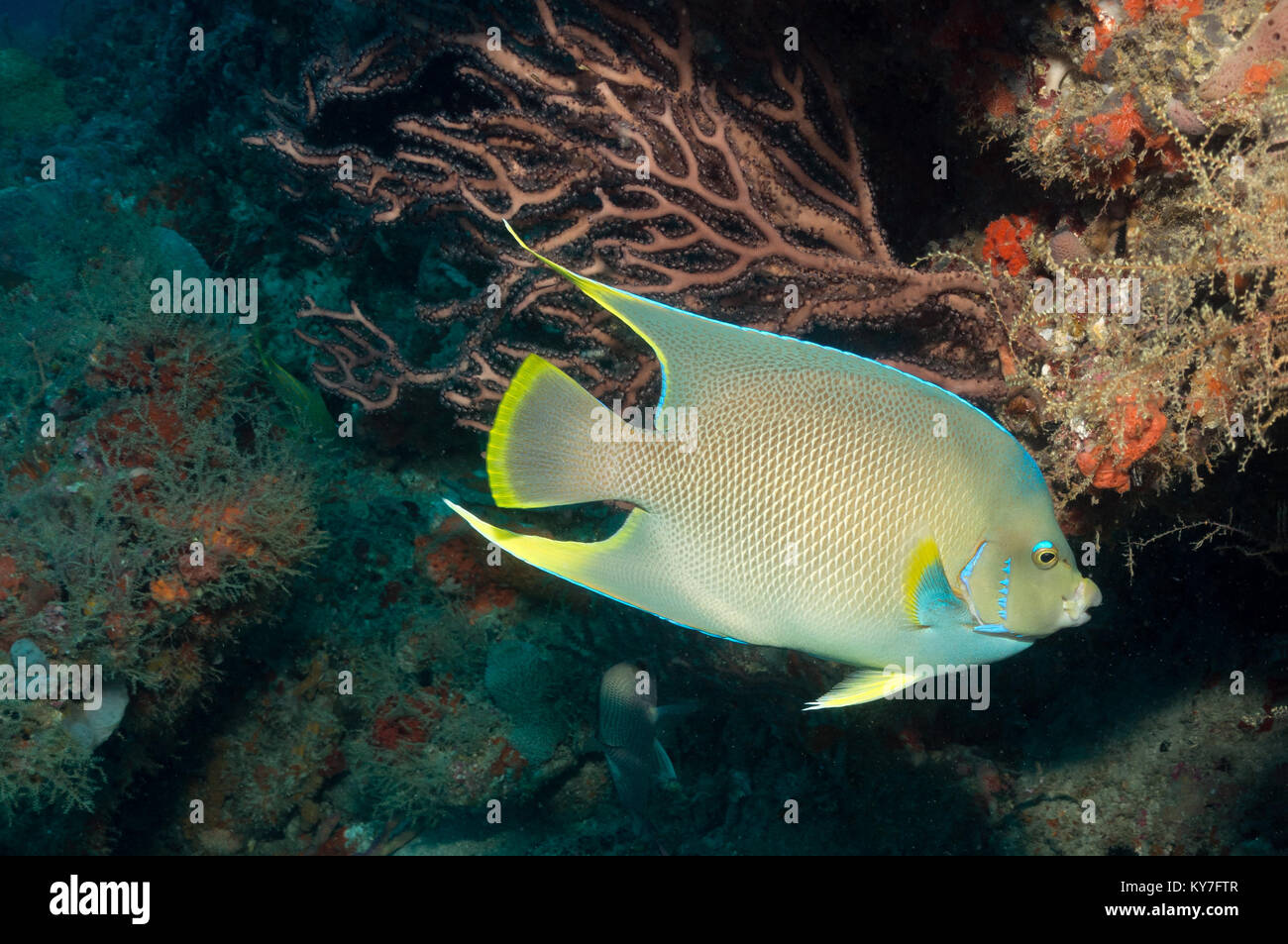 angelfish, blue angelfish Stock Photo - Alamy