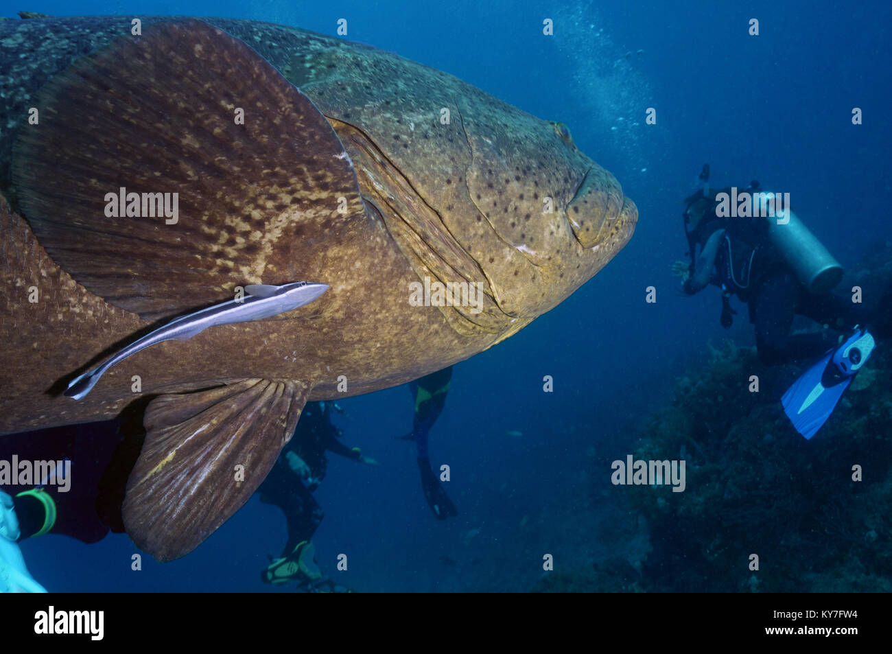 goliath grouper, grouper, jewfish Stock Photo - Alamy