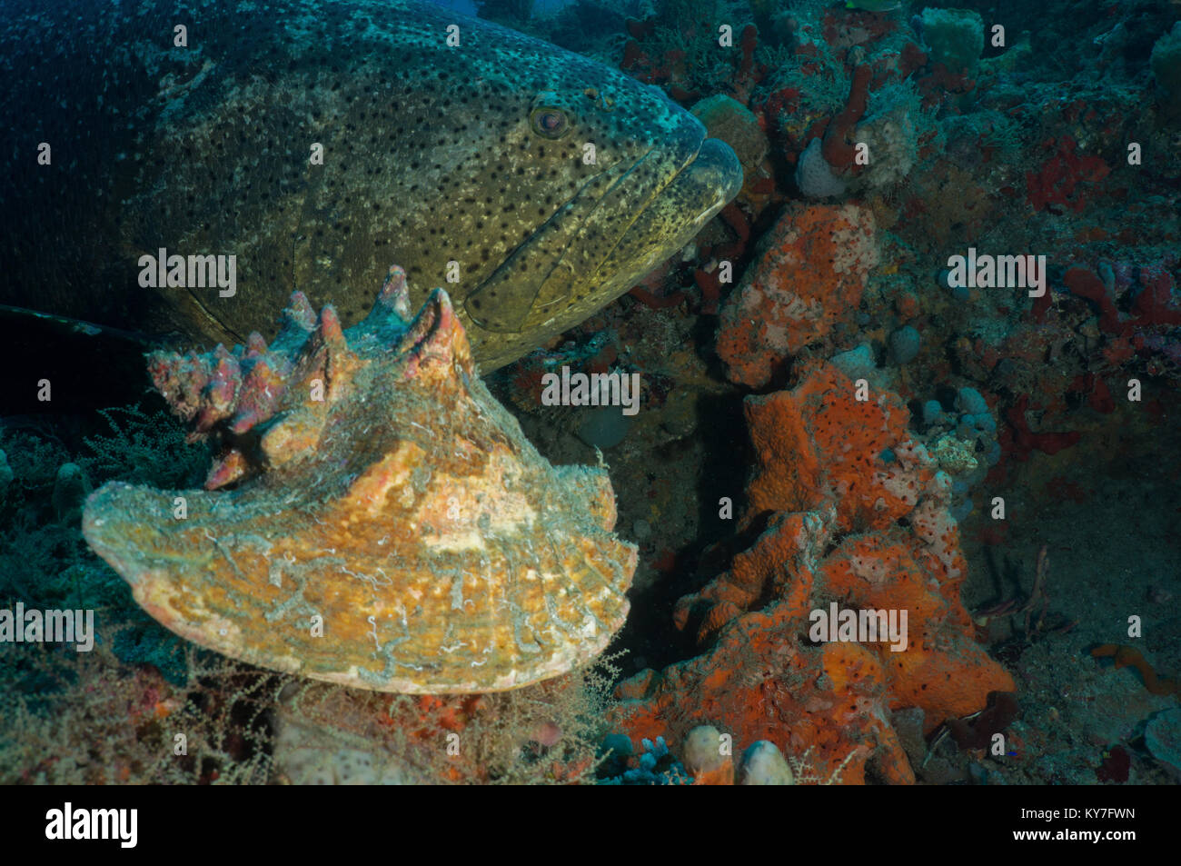 goliath grouper, grouper, jewfish Stock Photo - Alamy