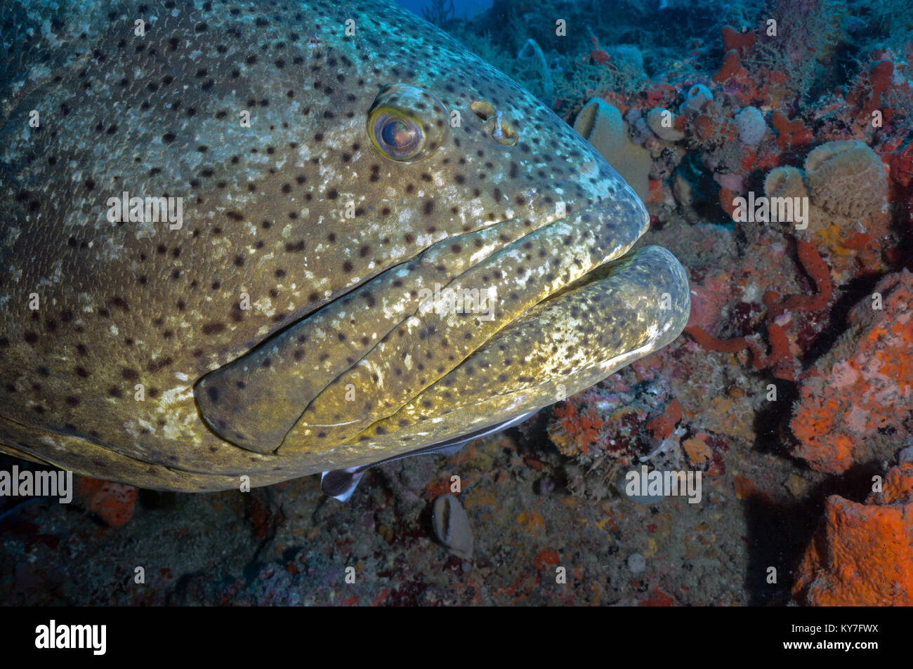 goliath grouper, grouper, jewfish Stock Photo - Alamy