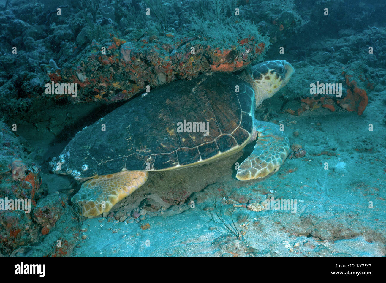 loggerhead turtle, turtle, sea turtle Stock Photo - Alamy