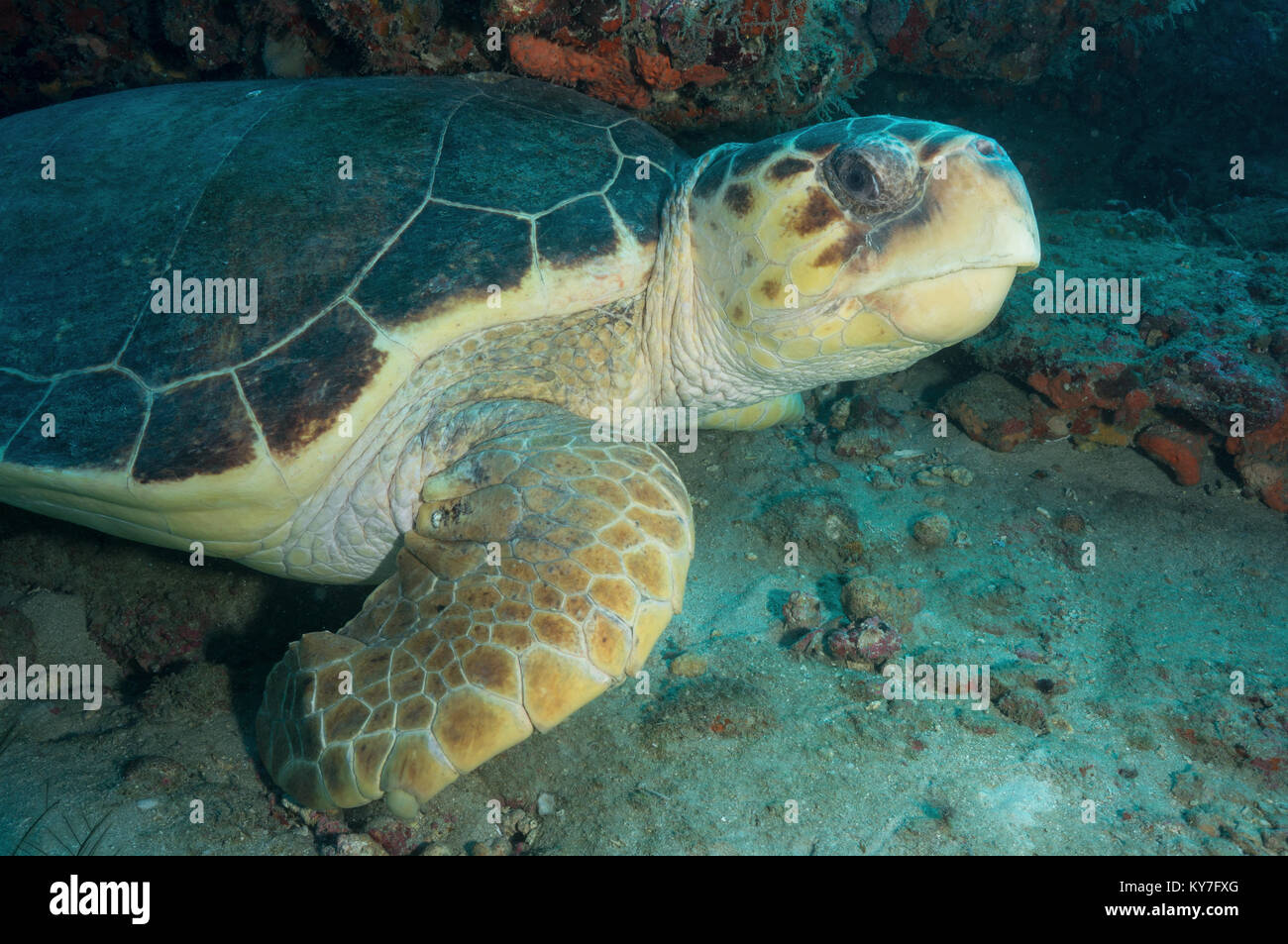 loggerhead turtle, turtle, sea turtle Stock Photo - Alamy