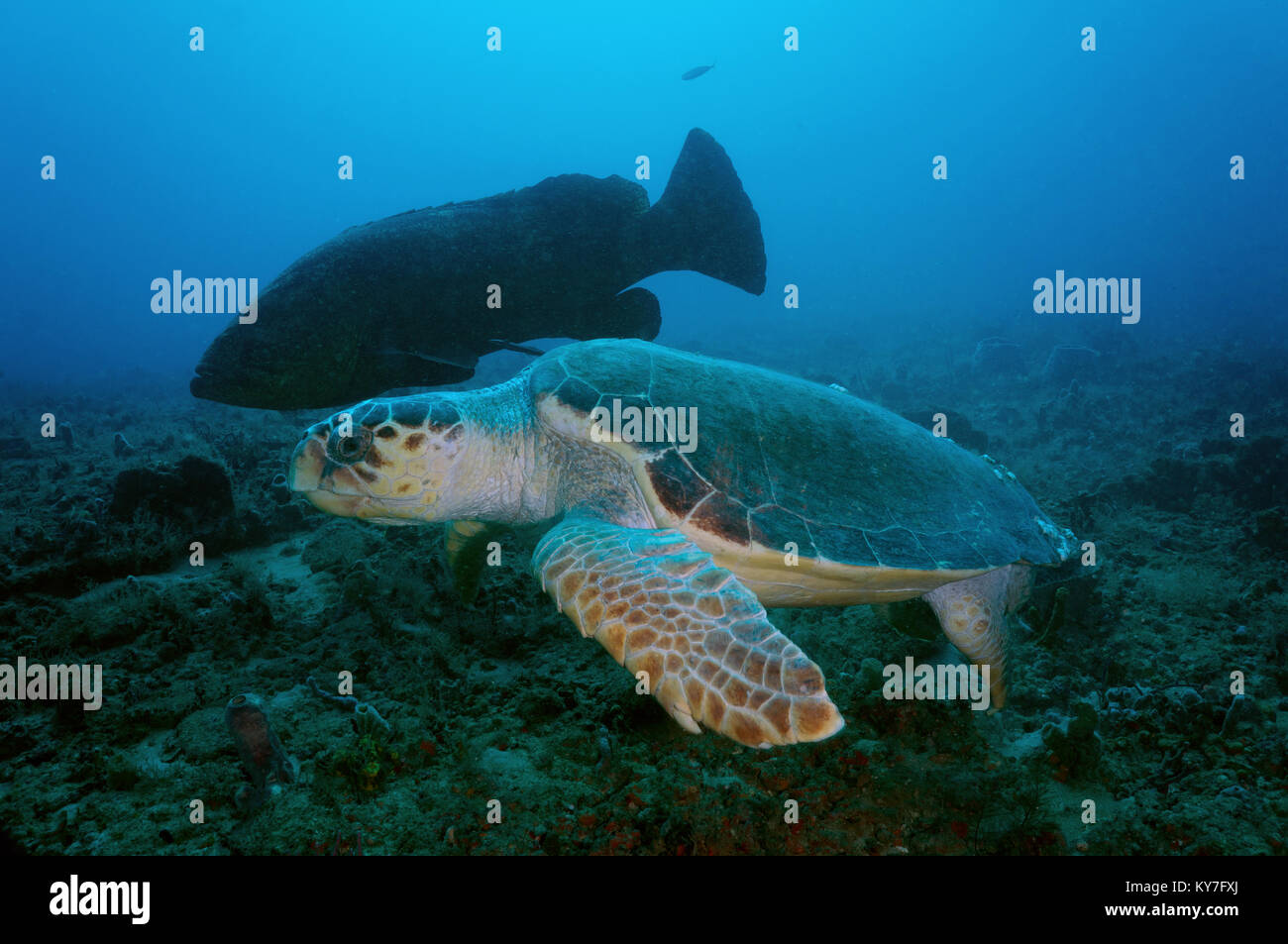 loggerhead turtle, turtle, sea turtle, goliath grouper Stock Photo - Alamy