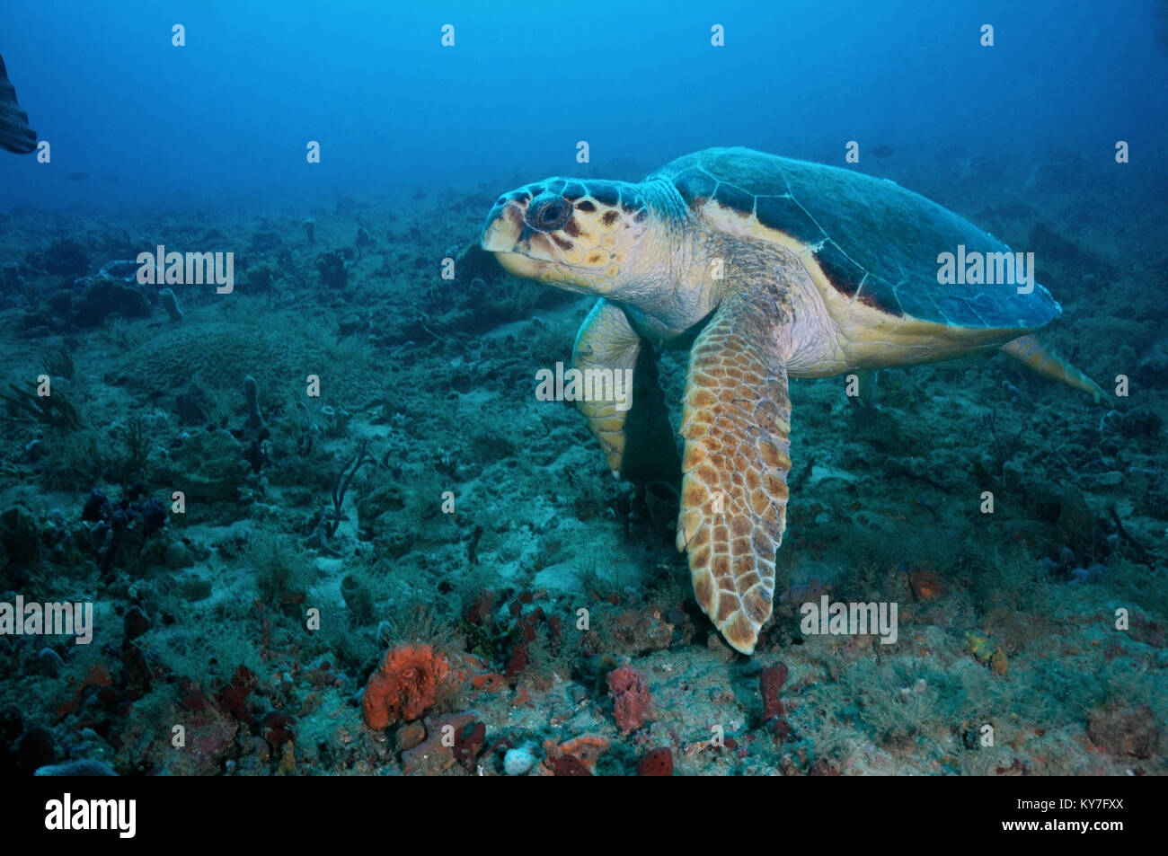 Sea turtle photos hi-res stock photography and images - Alamy