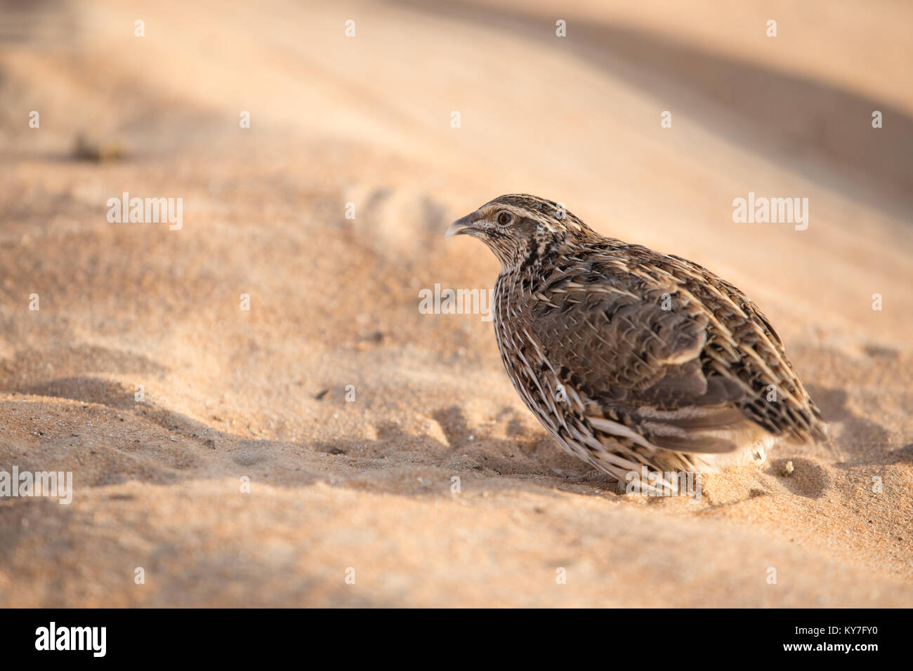 Close-up portrait of a quail to be used in a falconry show. Abu Dhabi ...