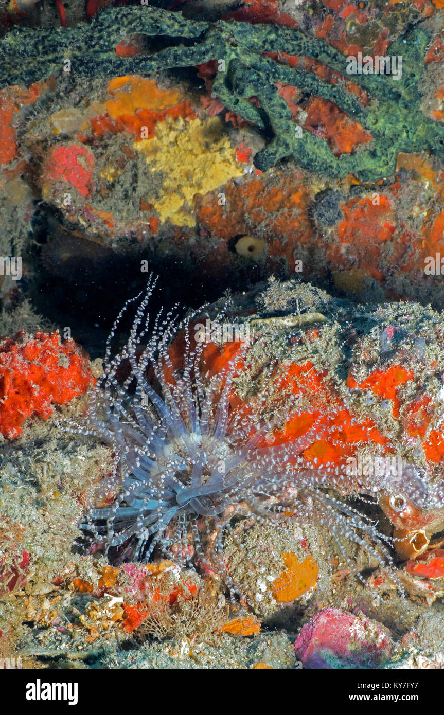 Anemone species hi-res stock photography and images - Alamy