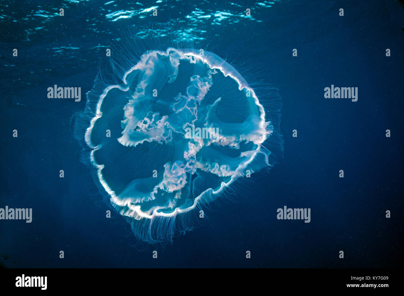 Marine jellyfish species hi-res stock photography and images - Alamy