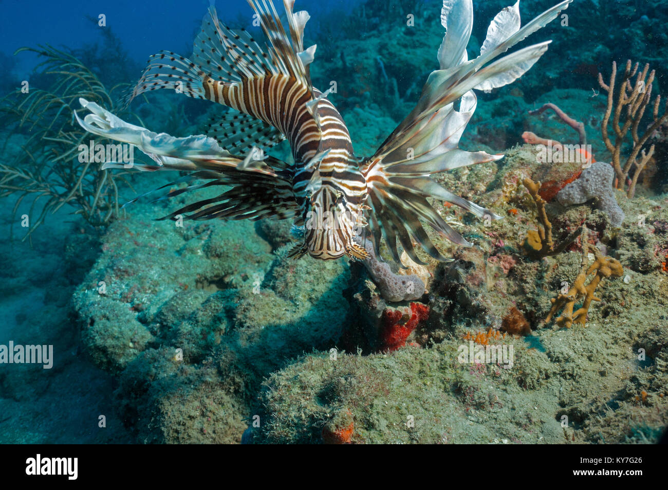 Lionfish, red lionfish Stock Photo - Alamy