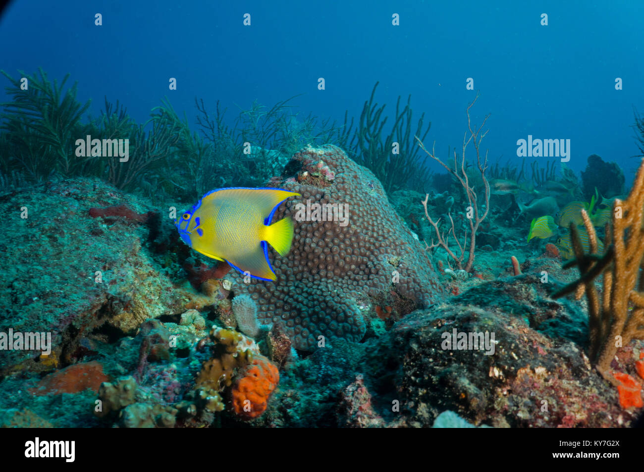 Butterflyfish juvenile hi-res stock photography and images - Alamy