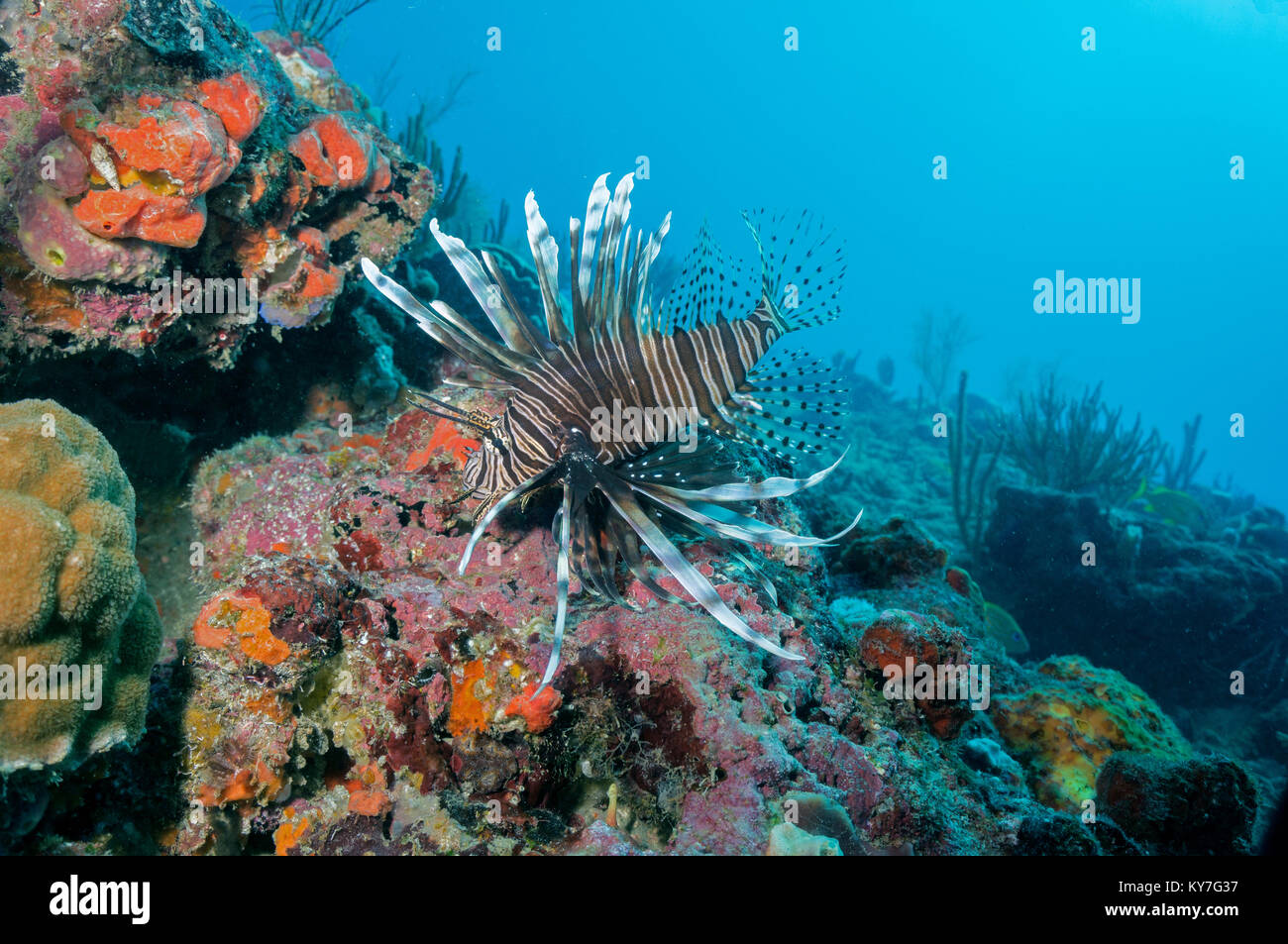 Photography lionfish hi-res stock photography and images - Alamy