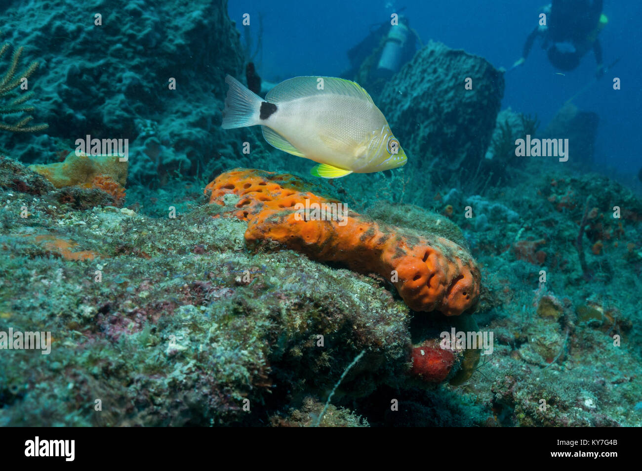 Hamlet fish hi-res stock photography and images - Alamy