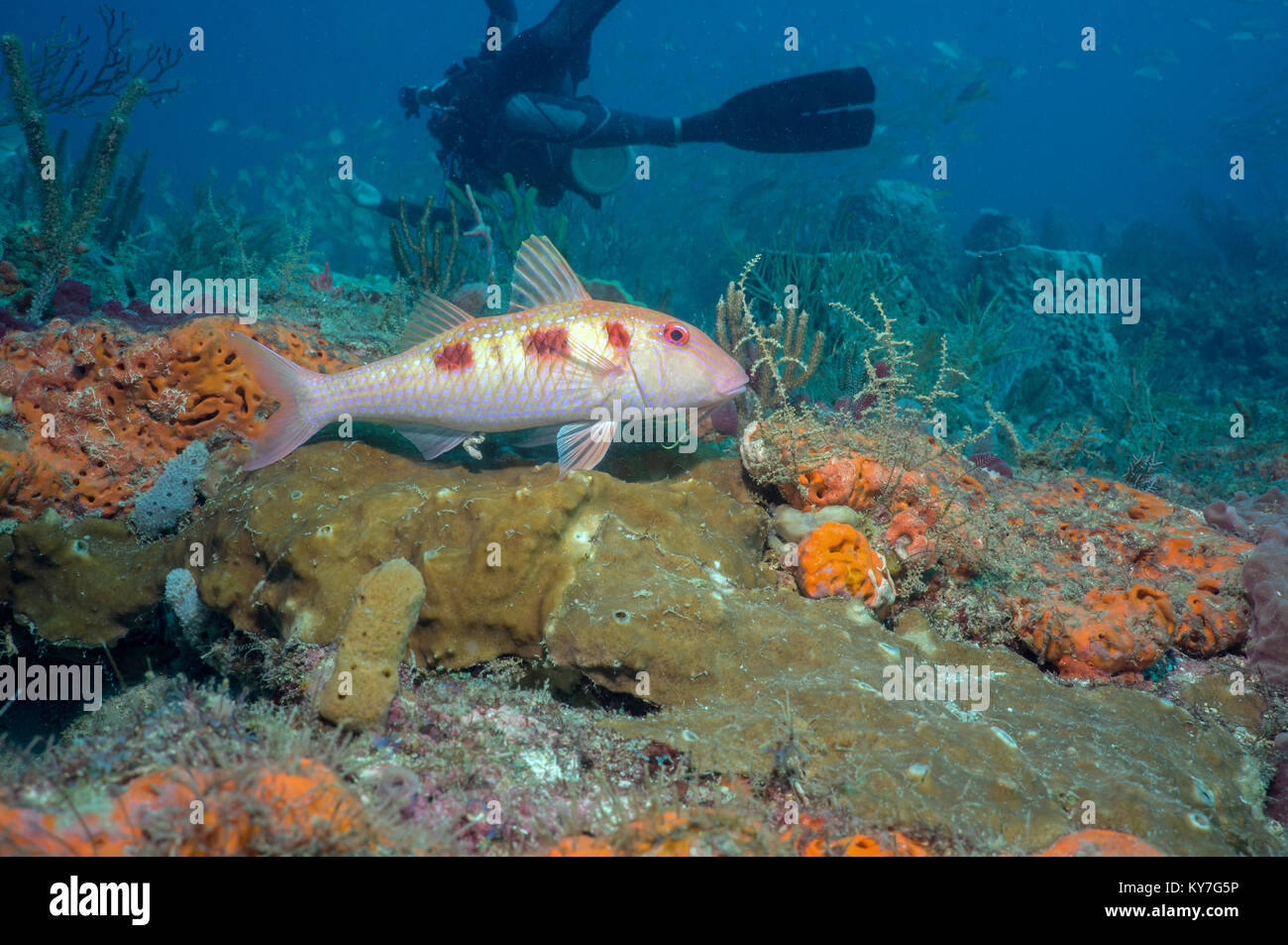 Spotted Goatfish, goatfish Stock Photo - Alamy