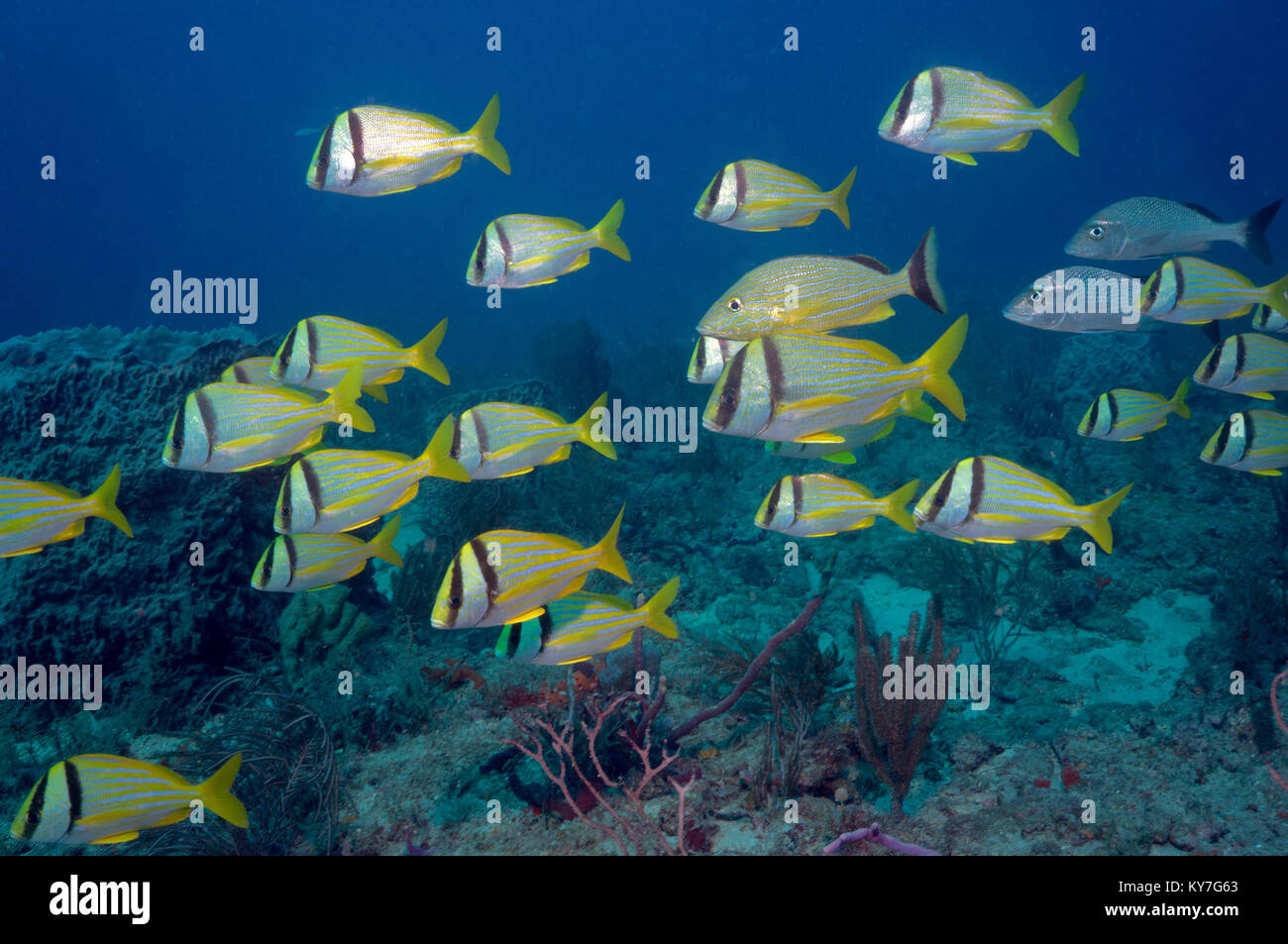 Porkfish, school of fish Stock Photo - Alamy