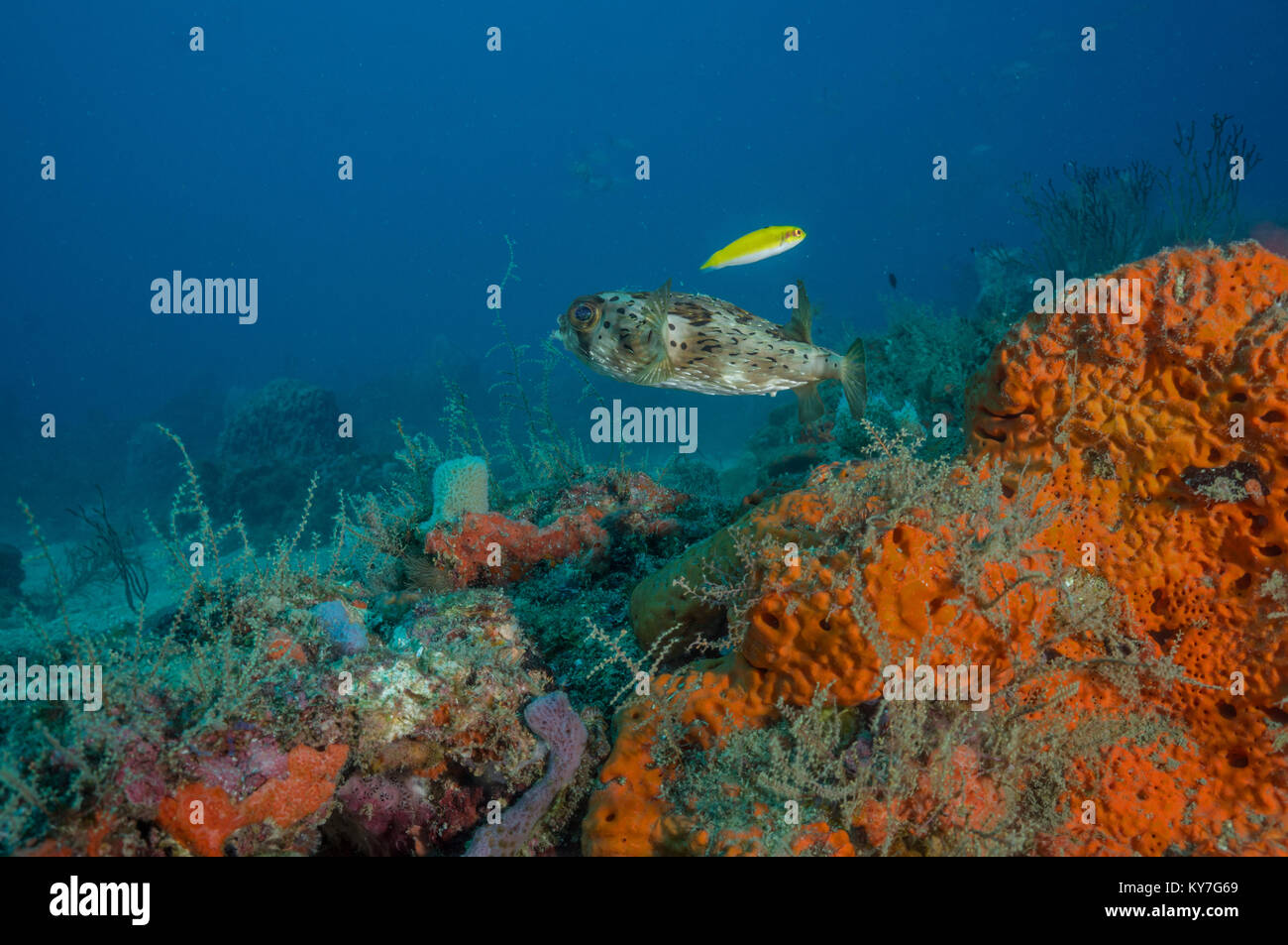 Ballonfish hi-res stock photography and images - Alamy