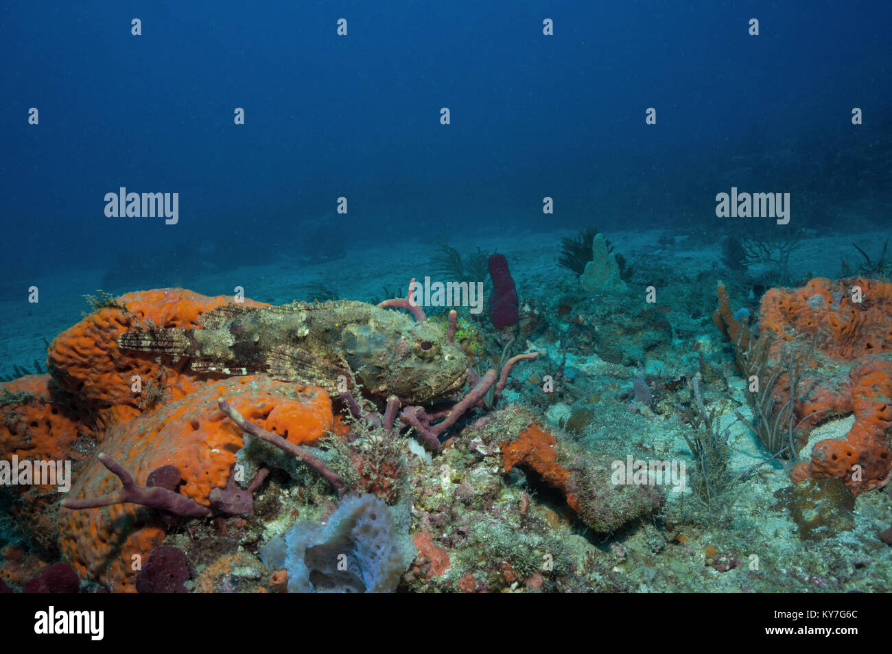 Mean looking fish hi-res stock photography and images - Alamy
