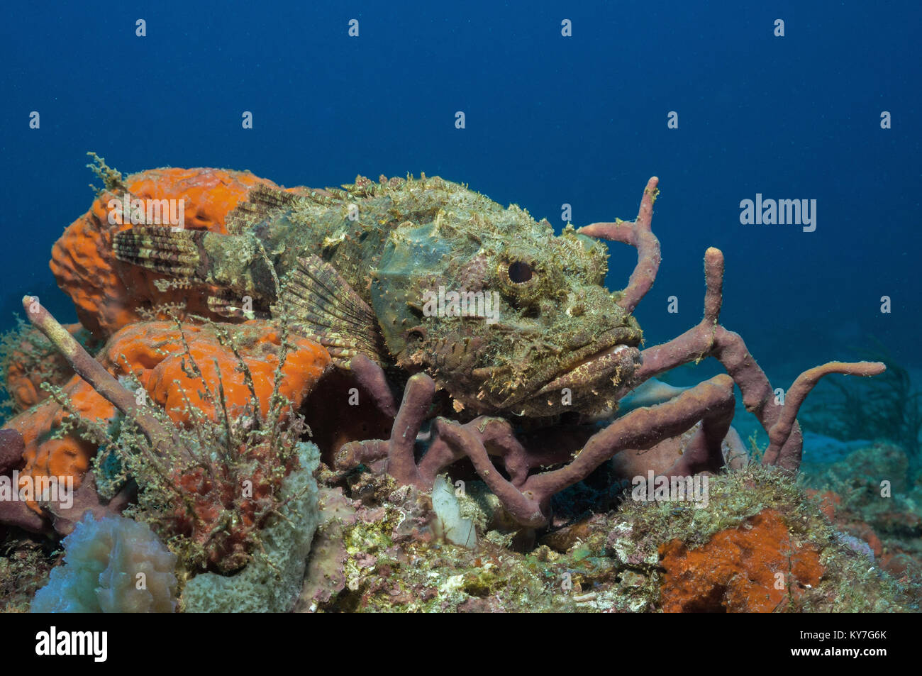 Mean looking fish hi-res stock photography and images - Alamy