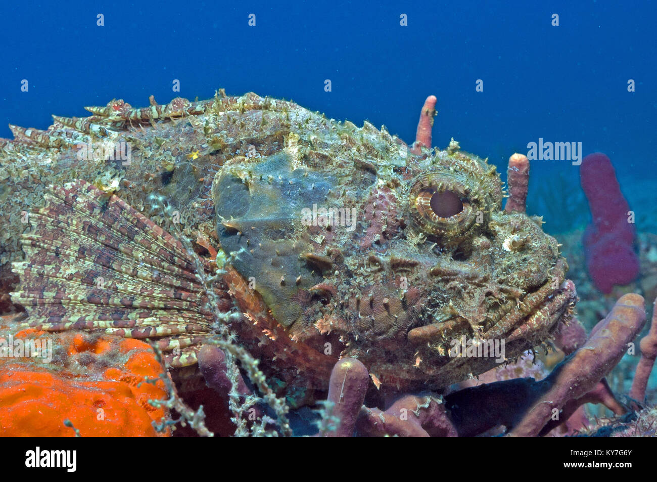 Mean looking fish hi-res stock photography and images - Alamy