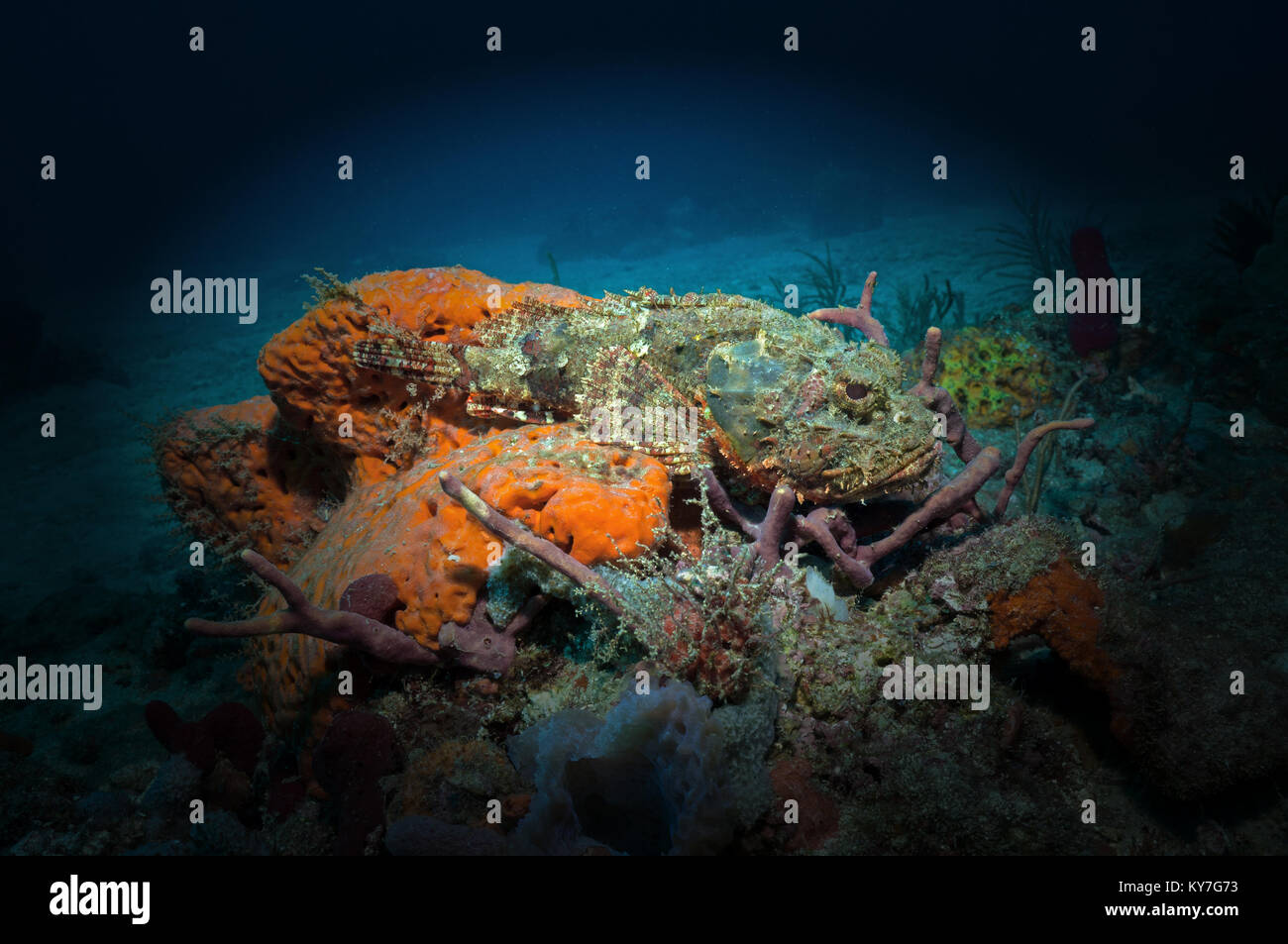 Mean looking fish hi-res stock photography and images - Alamy
