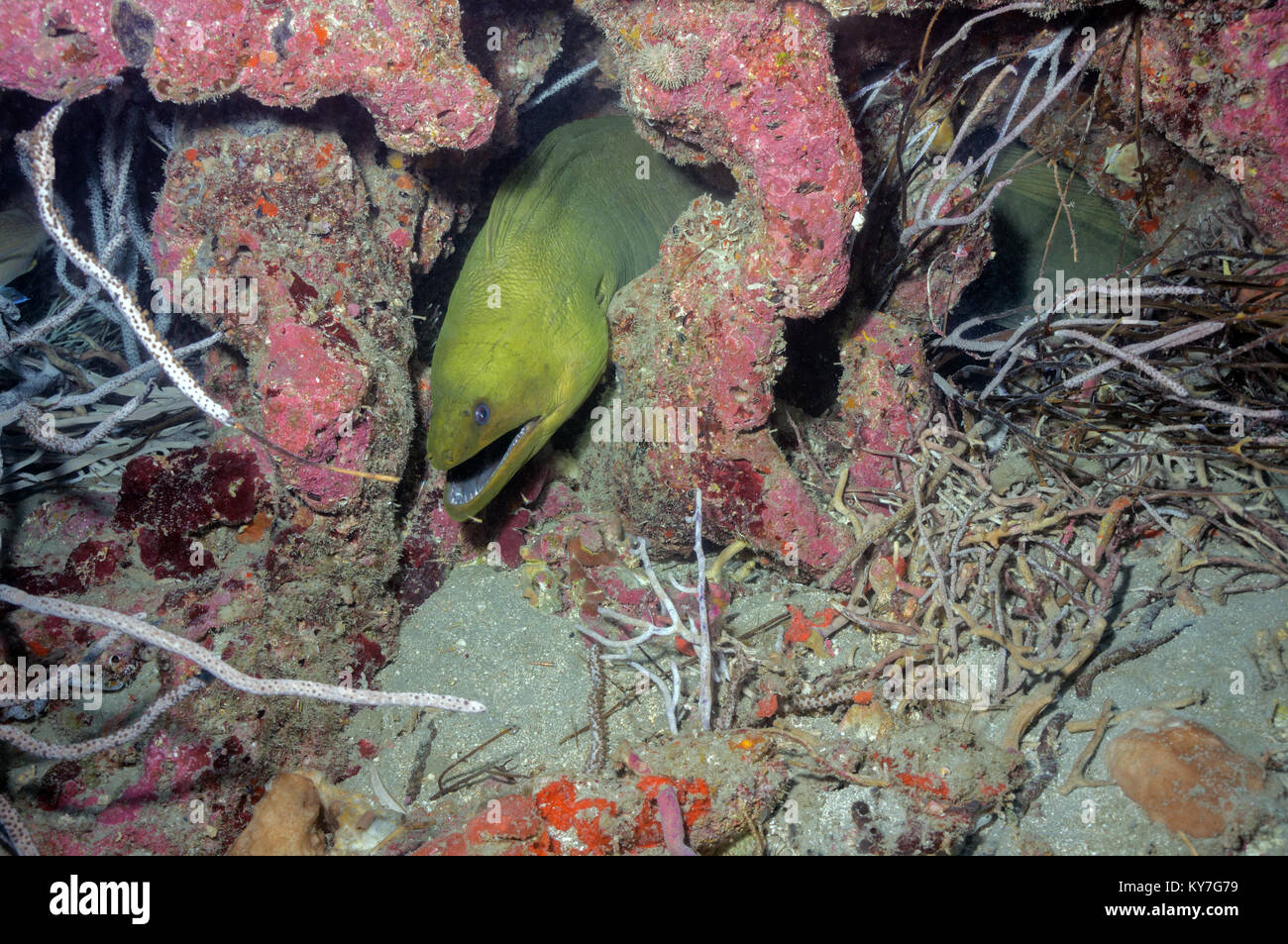 Moray west hi-res stock photography and images - Alamy