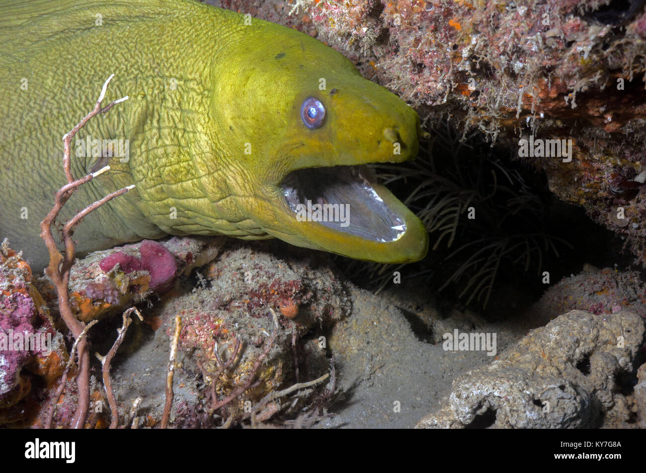 Green moray hi-res stock photography and images - Alamy