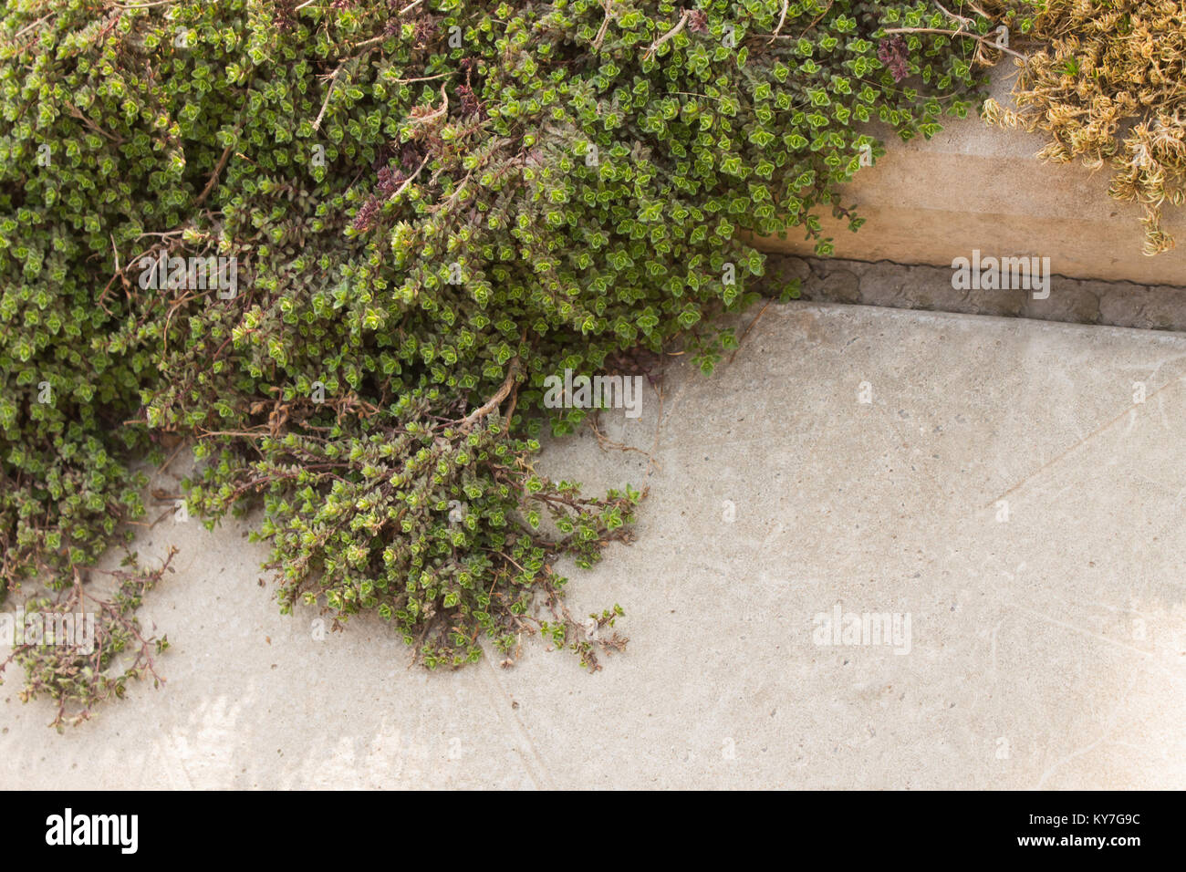 background of decorative garden green lichen on a concrete surface ...