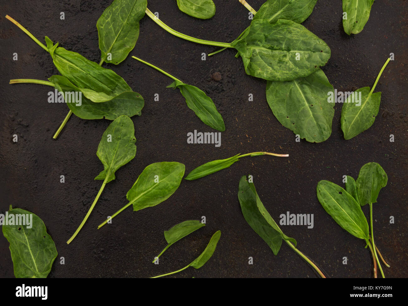 Sorrel leaves hi-res stock photography and images - Alamy