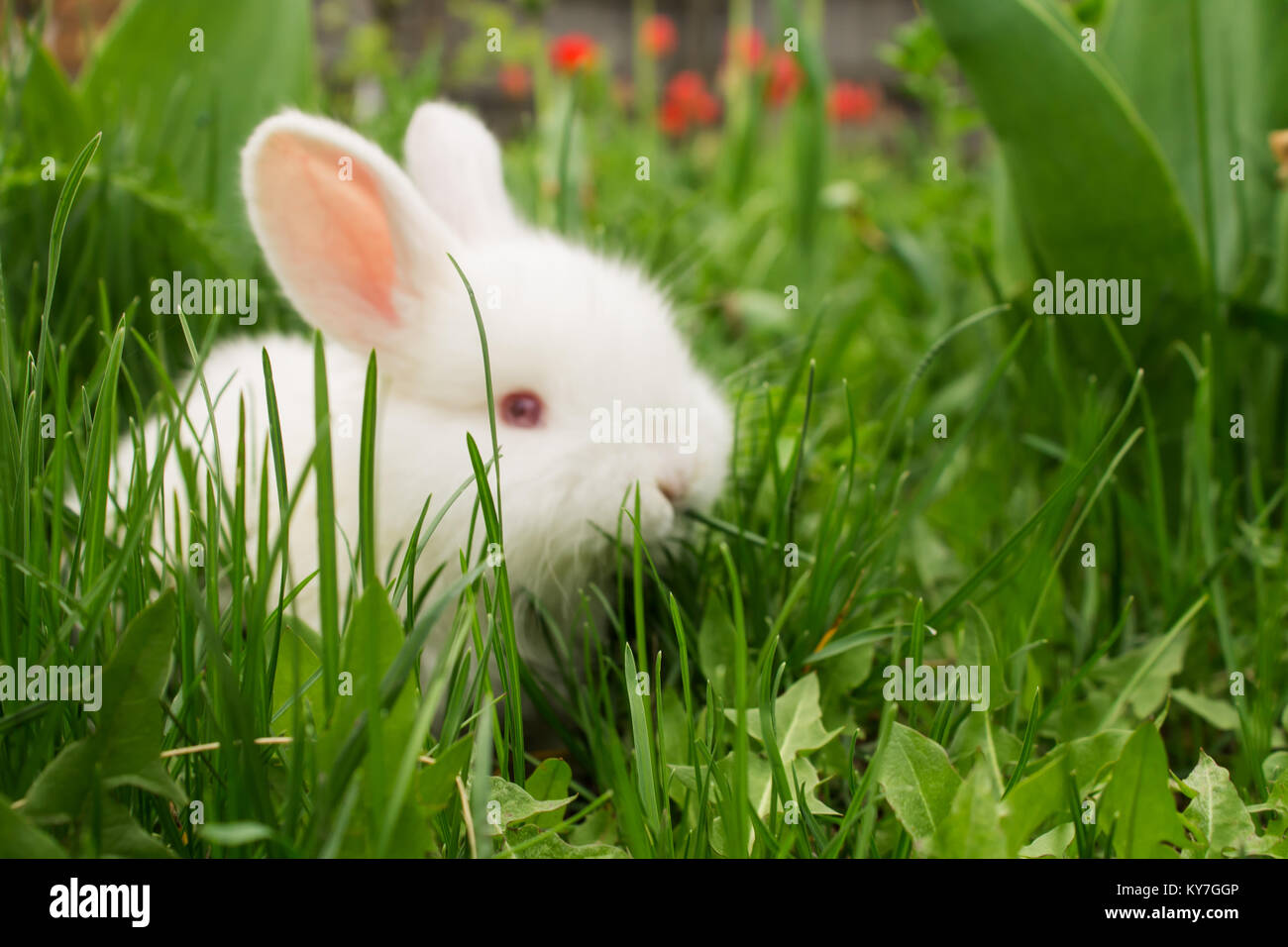 blurred background baby white rabbit in the green grass Stock Photo - Alamy