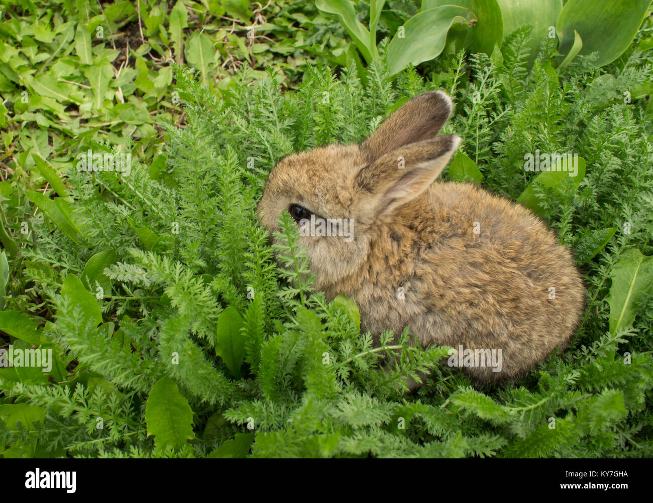 Cute little brown rabbit hi-res stock photography and images - Alamy