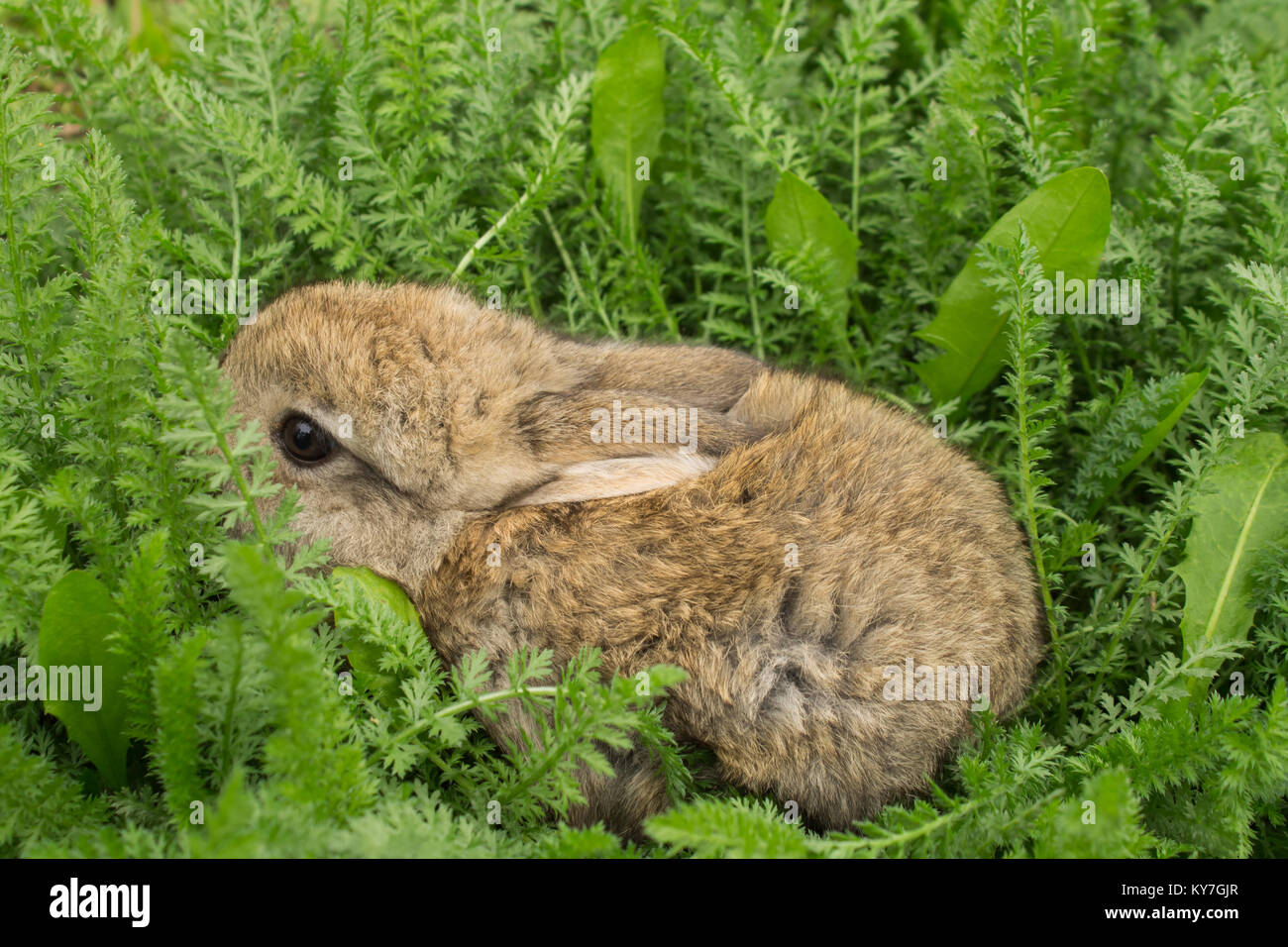 gray little rabbit closeup in the grass. Bunny Stock Photo - Alamy