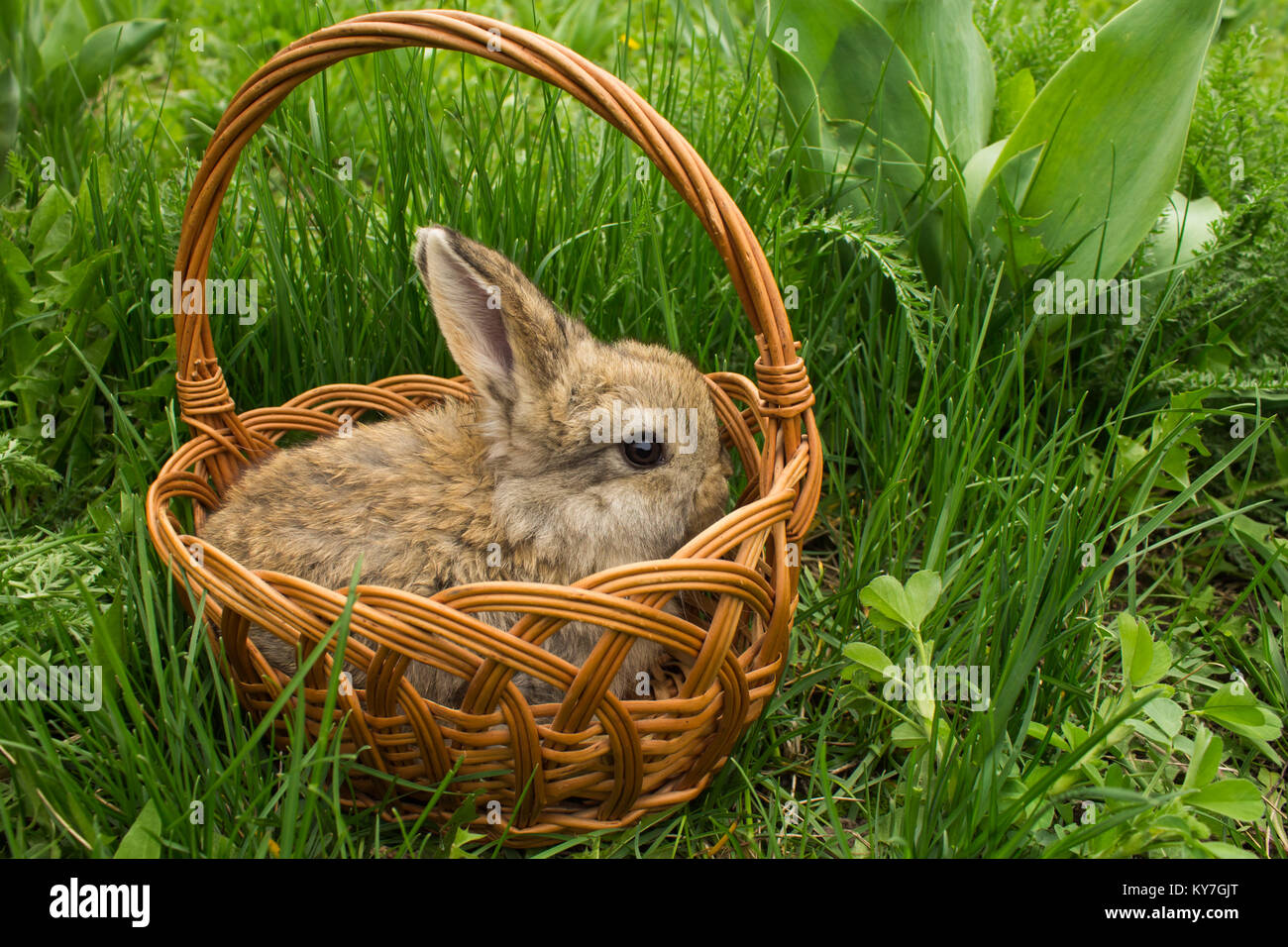 Small rabbit hi-res stock photography and images - Alamy