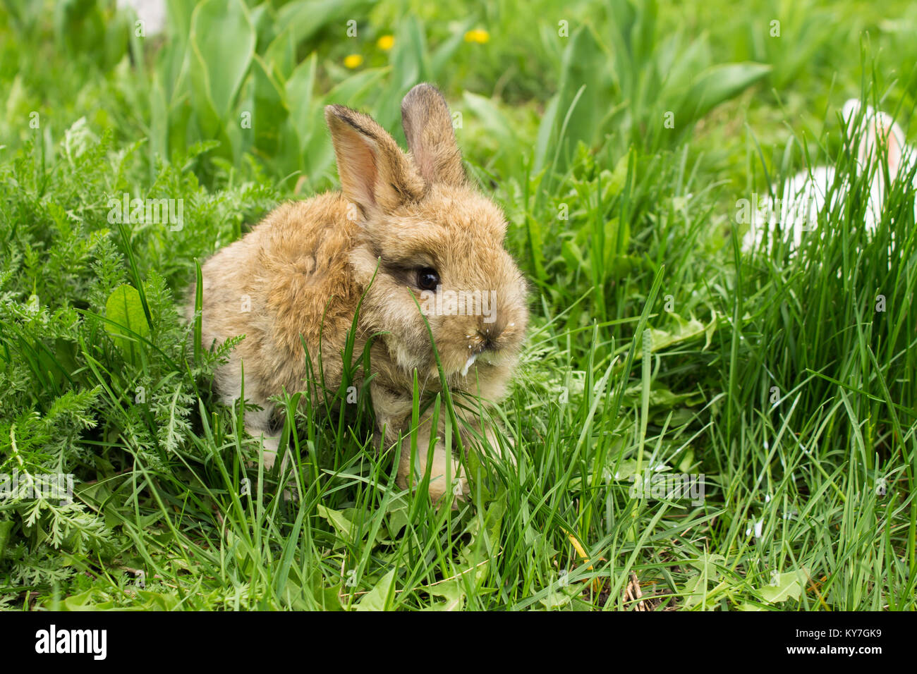 Brown baby bunny with milk on her lips in the green grass Stock Photo ...