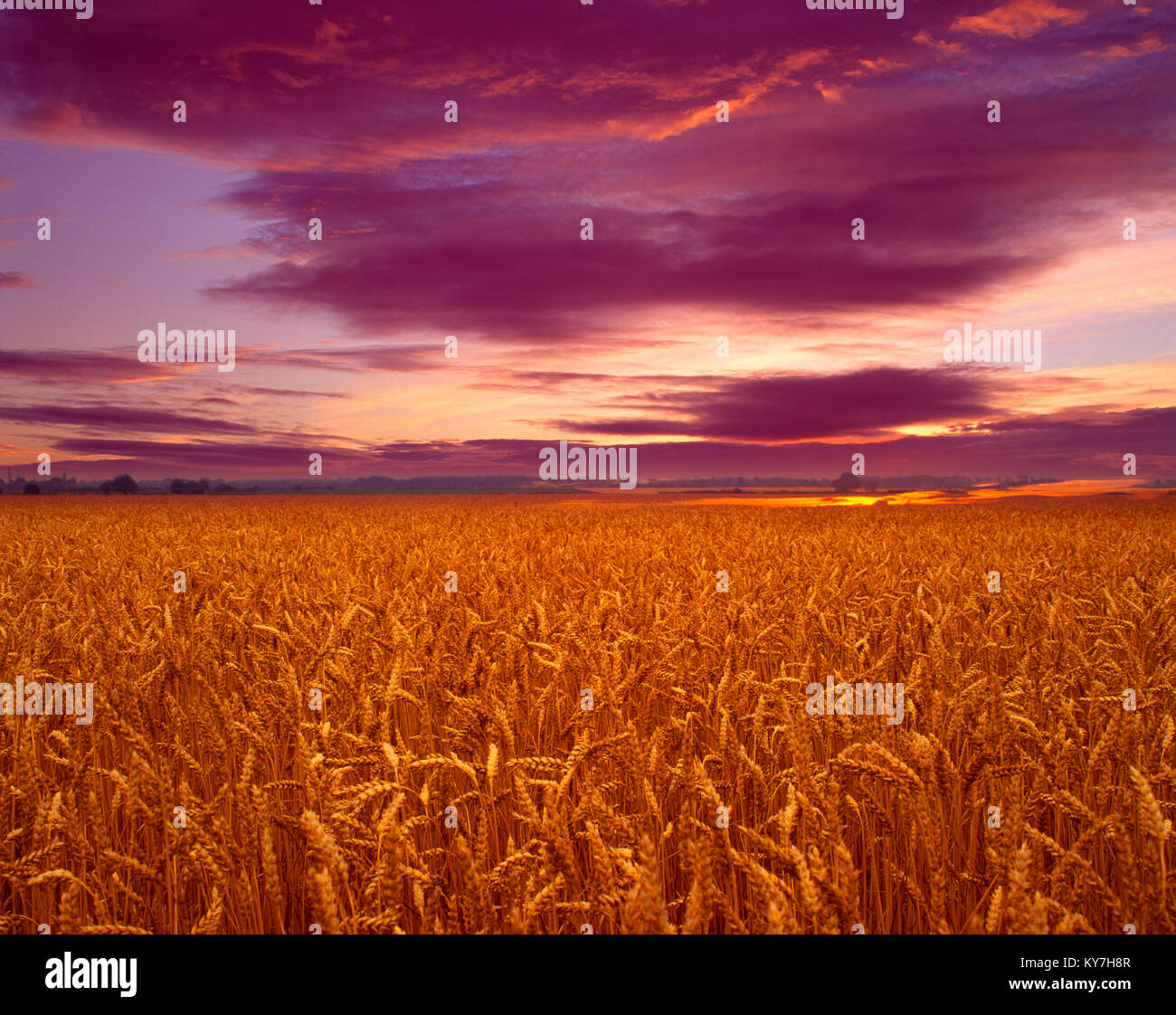 Wheat field at dusk, Clipsham, Rutland, England, U.K Stock Photo - Alamy