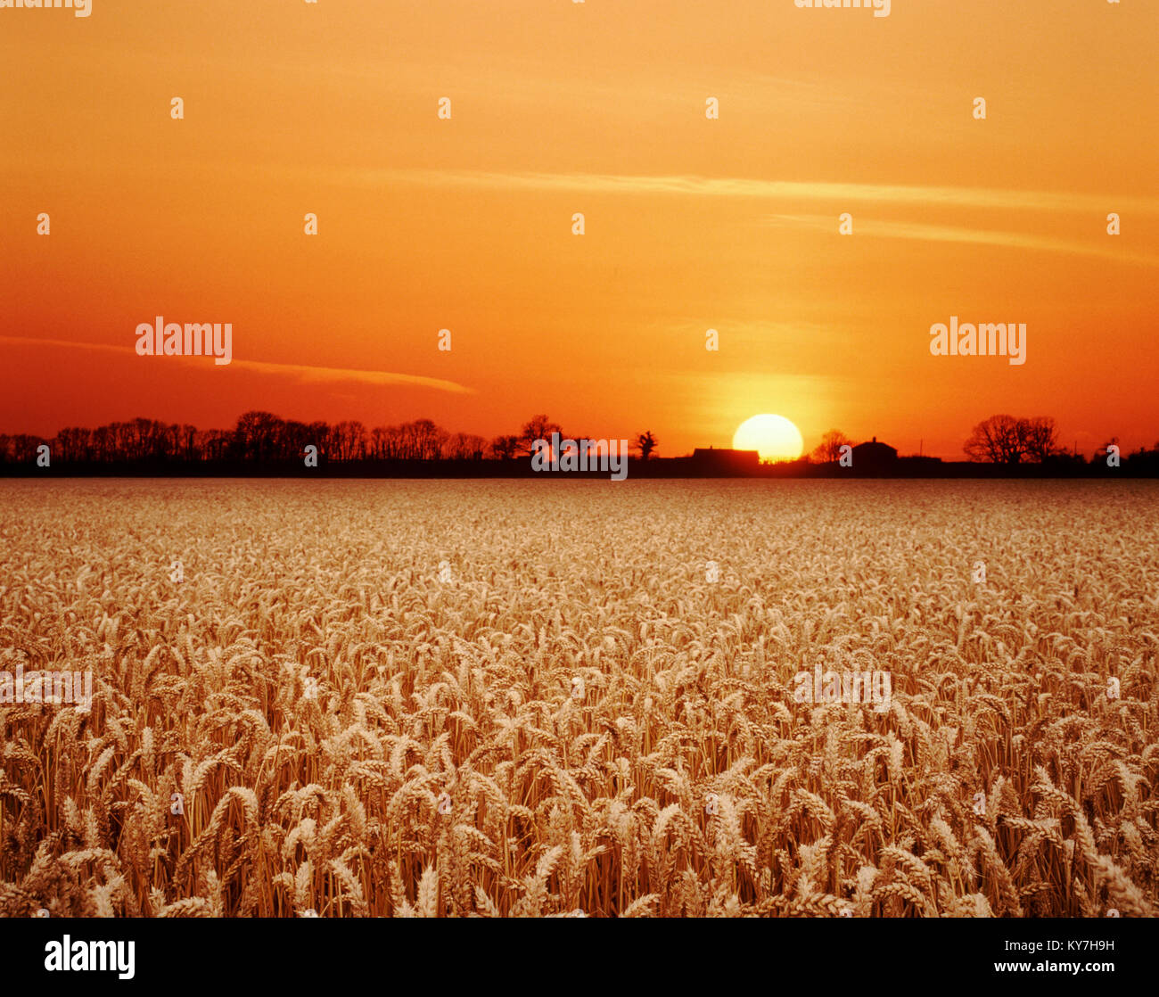 Wheat field at sunset, Castle Bytham, Lincolnshire, England, U.K Stock ...