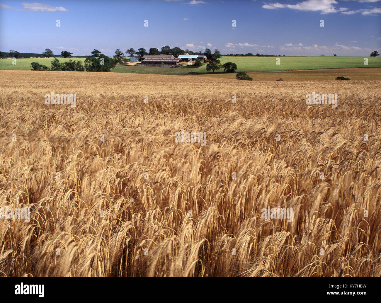 Barley Field Clipsham Rutland England UK Stock Photo - Alamy