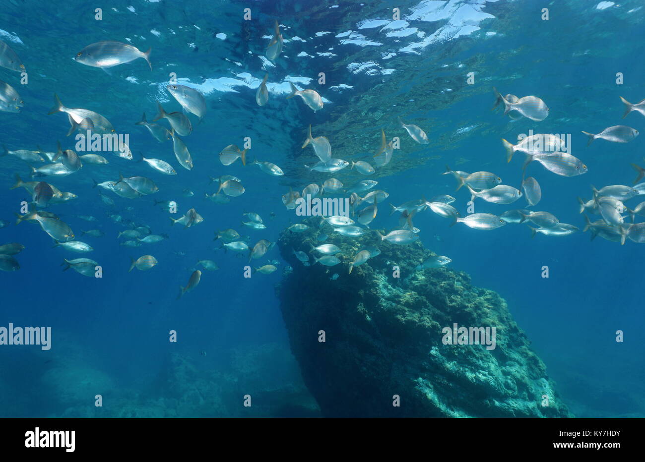 Shoal of fish, sea breams Sarpa salpa, underwater close to the surface ...