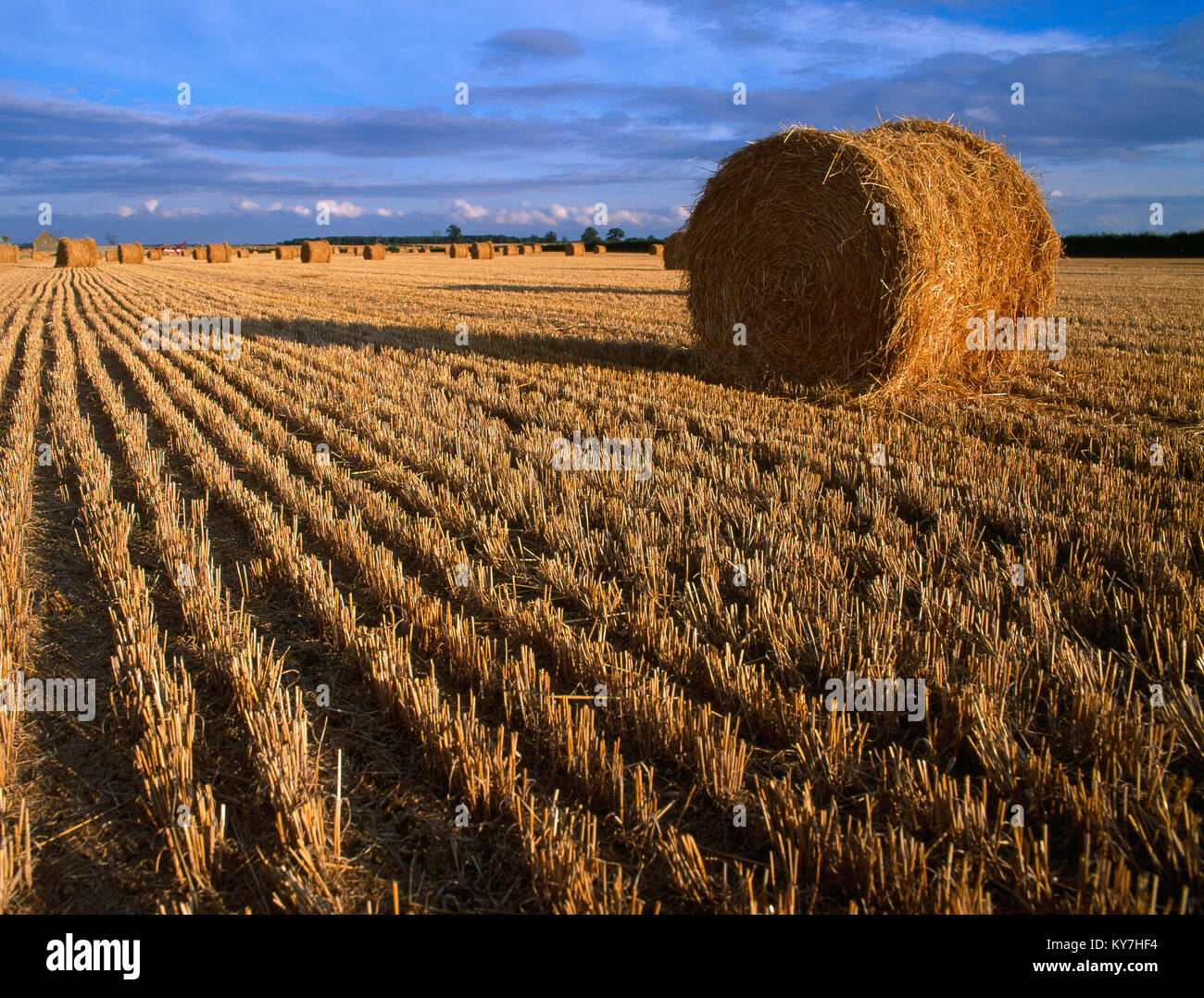 Harvested hay bales, near Castle Bytham, Stamford, Lincolnshire ...