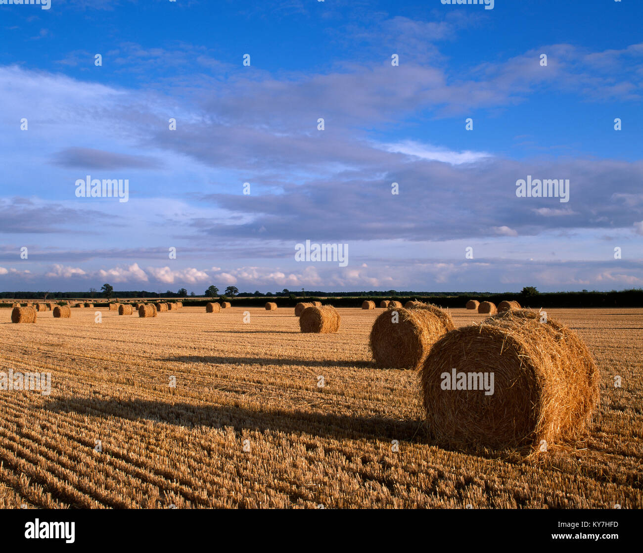 Harvested hay bales, near Castle Bytham, Stamford,Lincolnshire, England ...