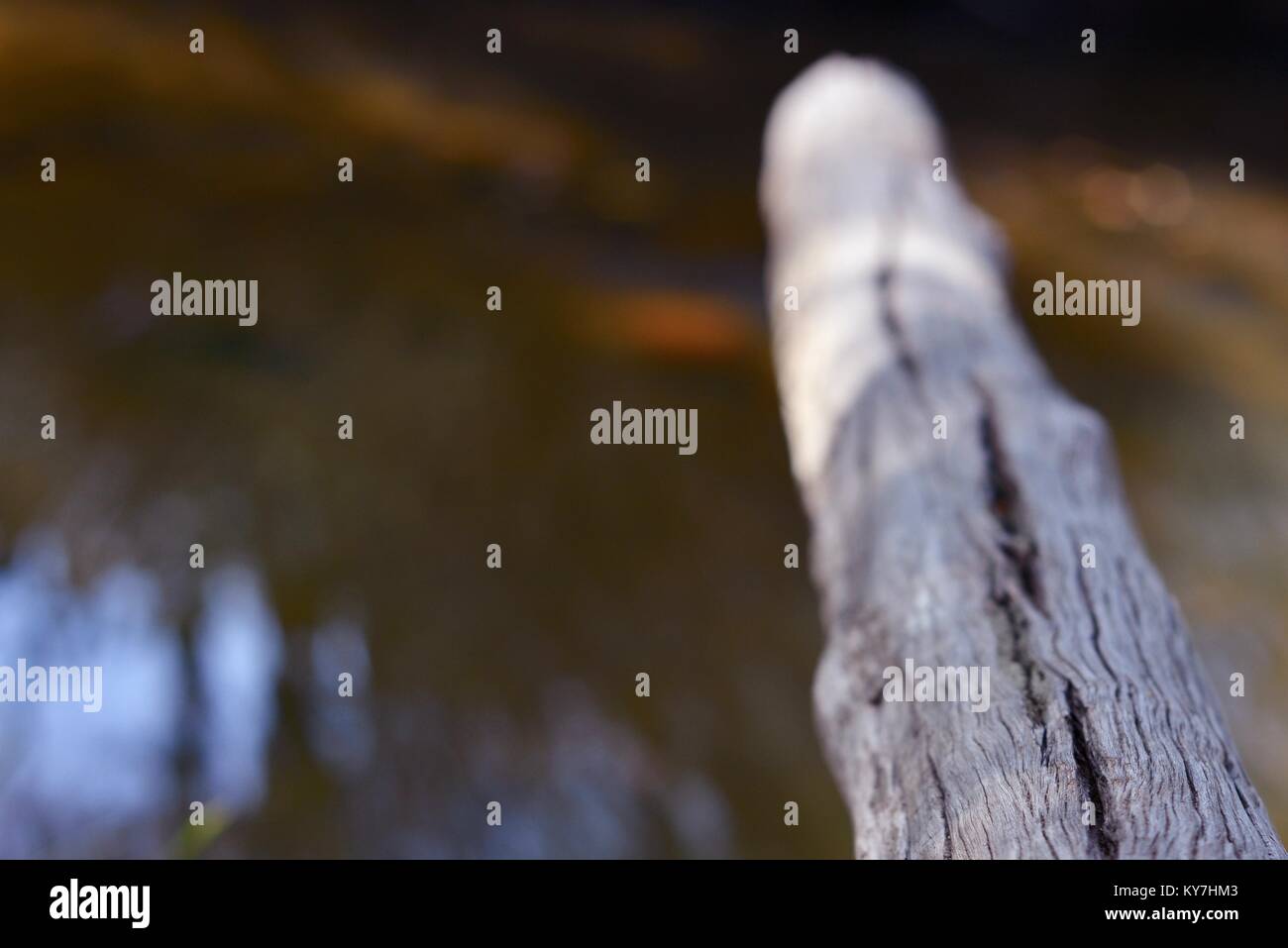 Log Reaching Out Over Pond High Resolution Stock Photography and Images ...