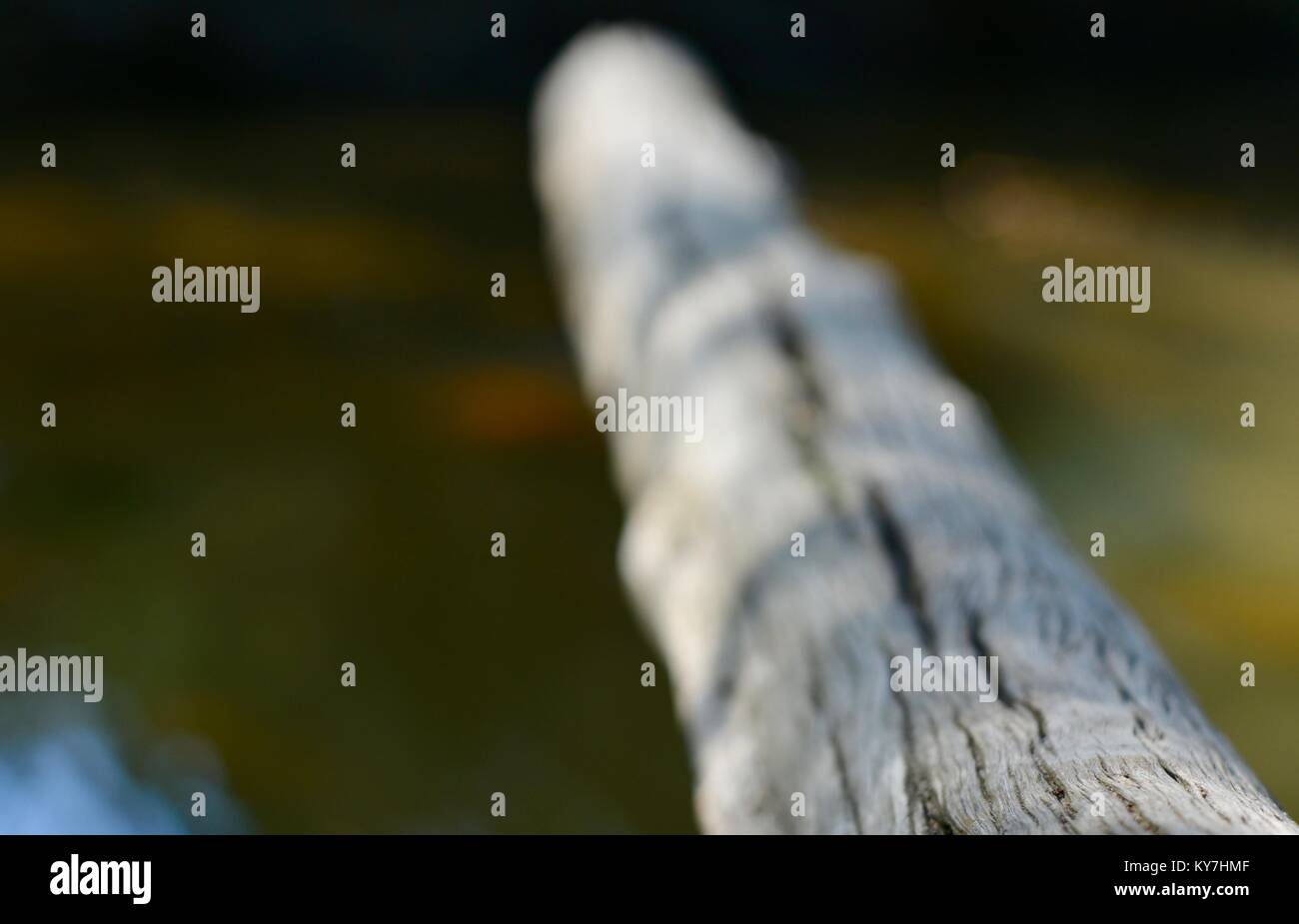 Log reaching out over pond hi-res stock photography and images - Alamy