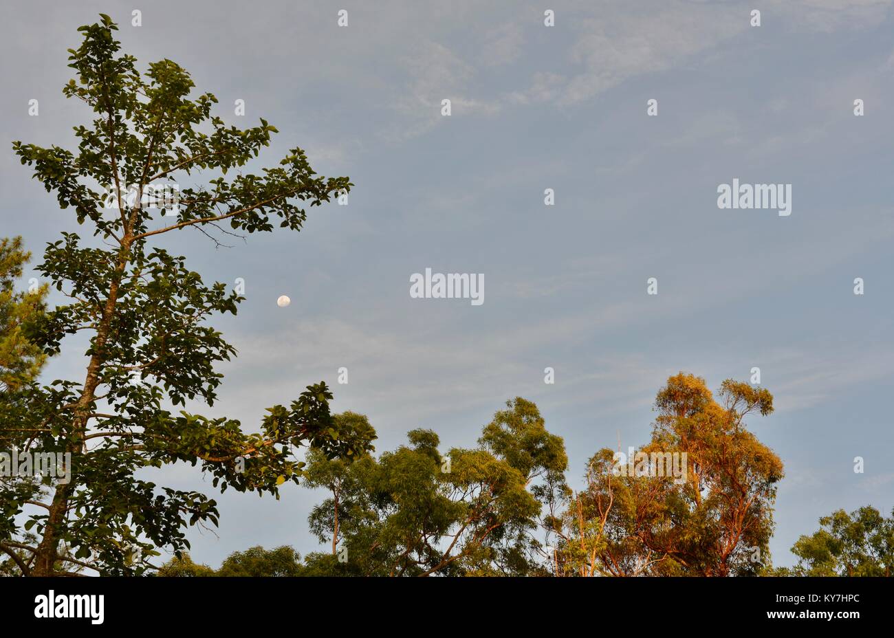 Dusk image of the moon with trees in foreground, Byfield State Forest ...