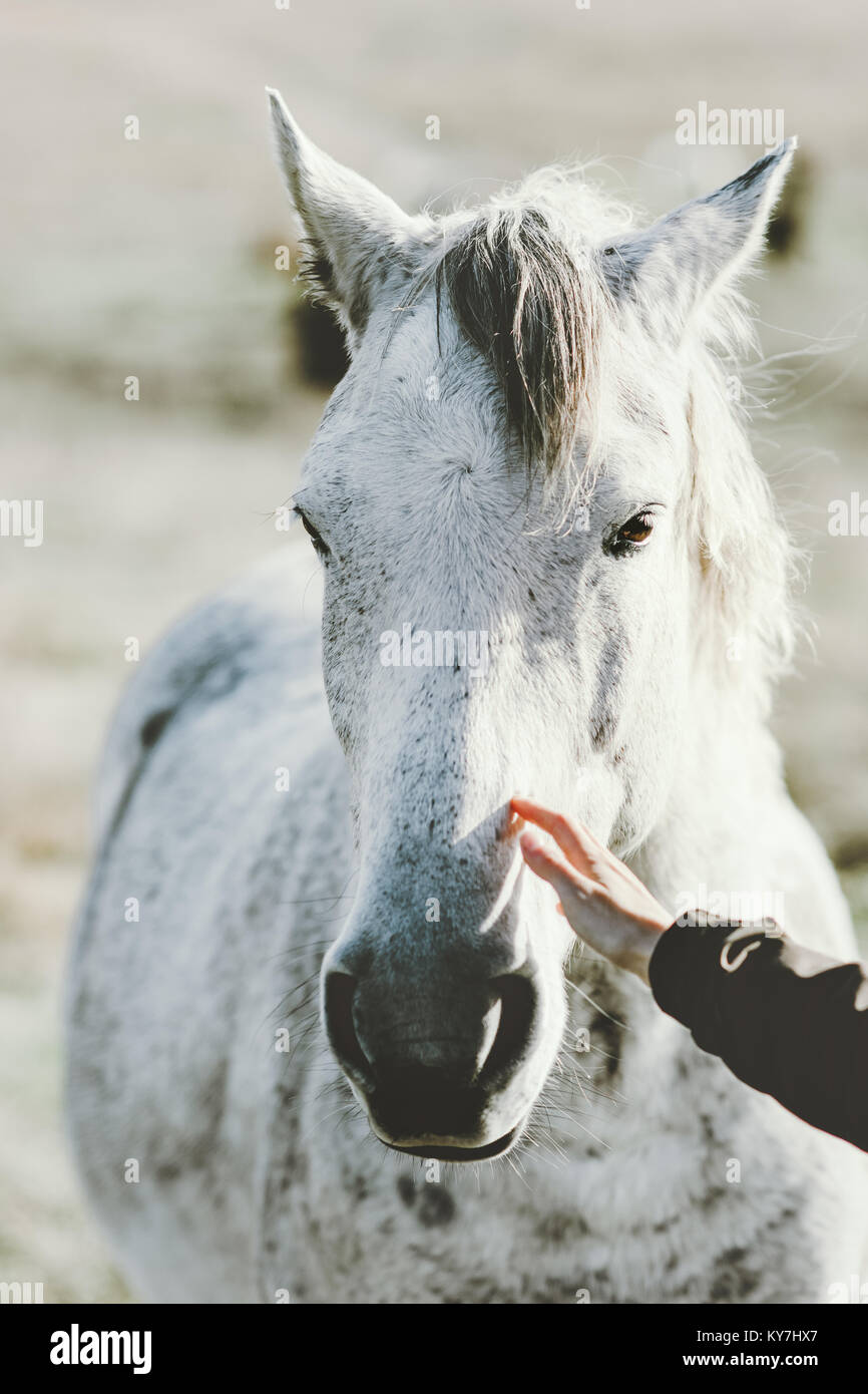 White Horse head hand touching Lifestyle animal and people friendship ...