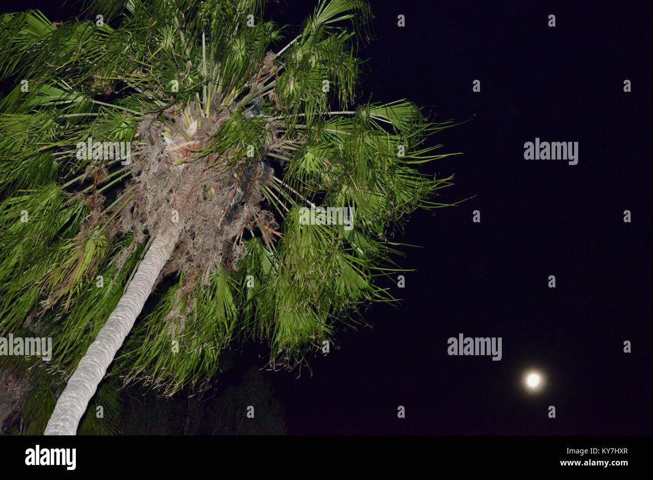 Night time images of the moon with trees in foreground, Byfield State ...