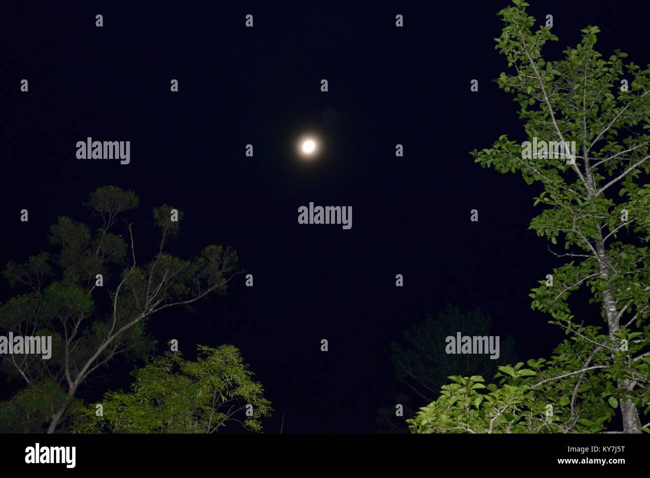 Night time images of the moon with trees in foreground, Byfield State ...